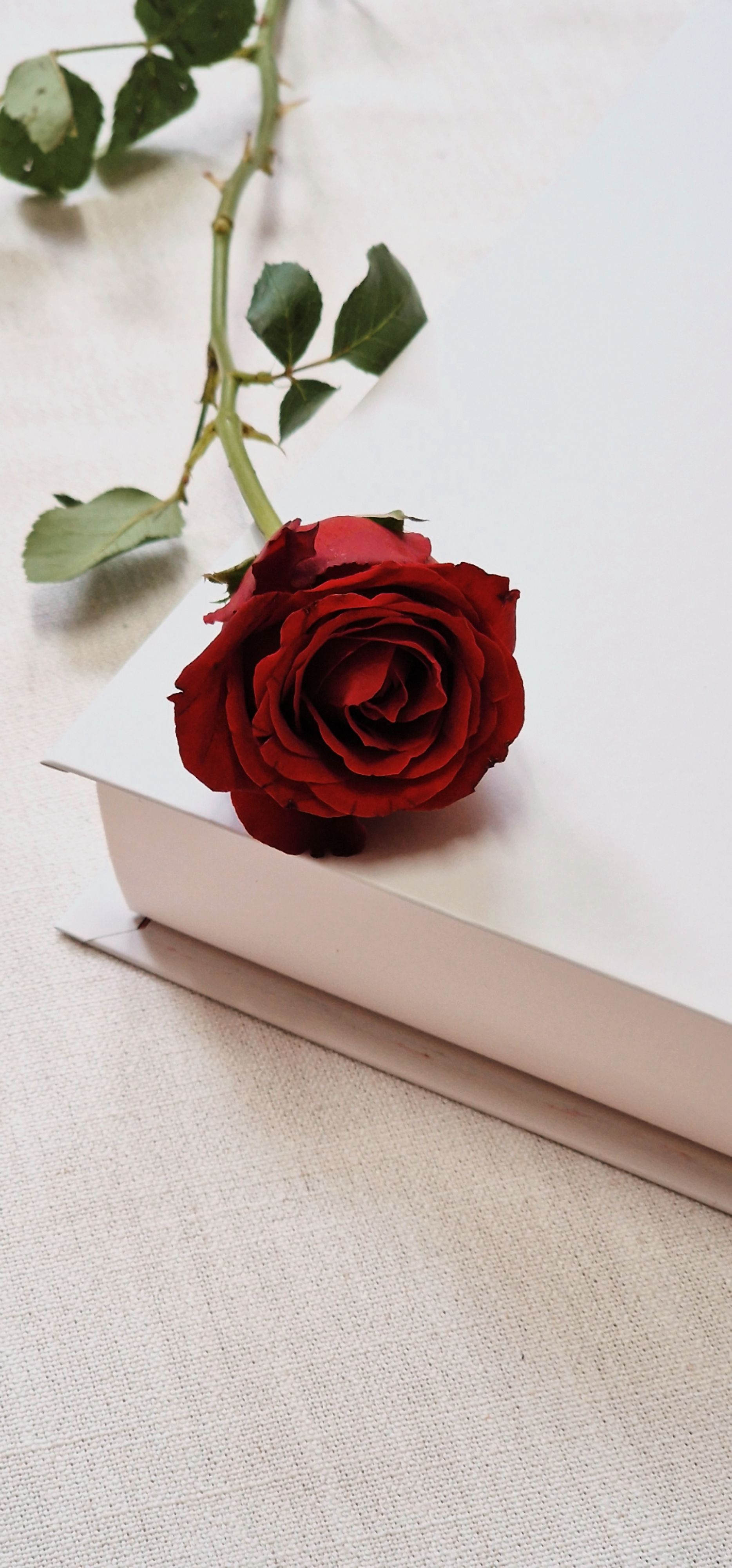 Elegant Red Rose on White Book Cover Art · Free Stock Photo