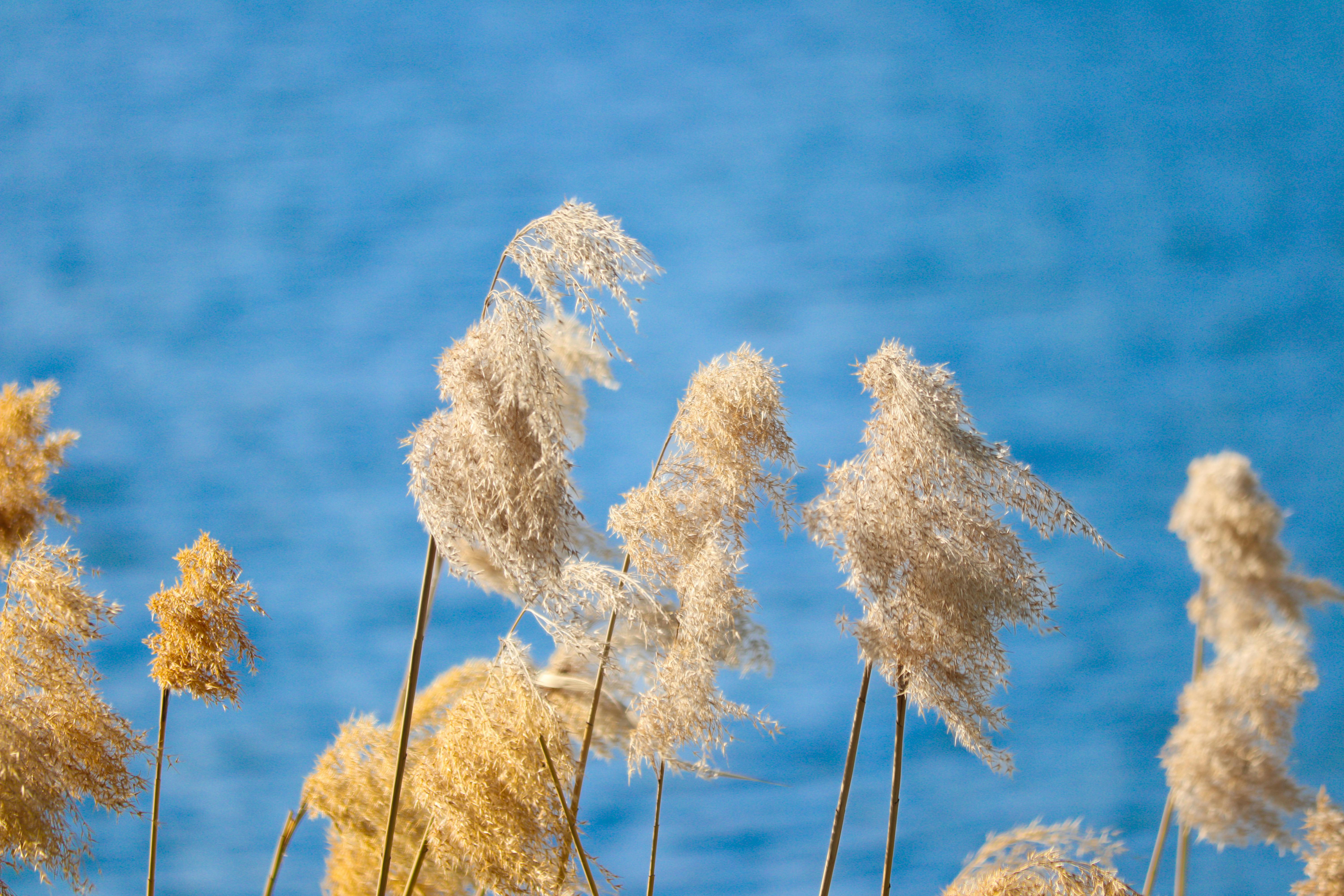 Golden Reed Stems by Tranquil Blue Water · Free Stock Photo