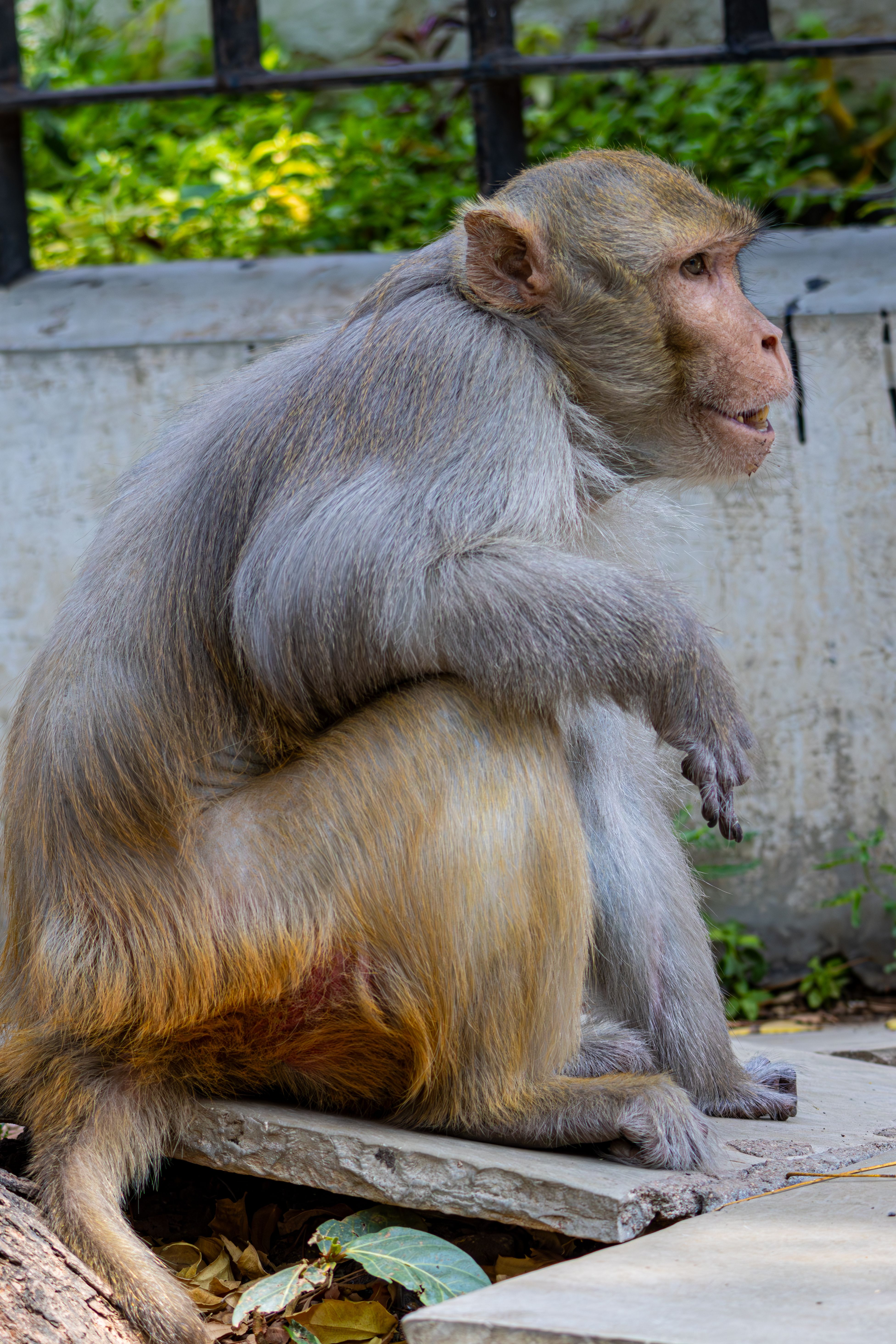 Rhesus Macaque Resting Observant Pose Outdoors · Free Stock Photo