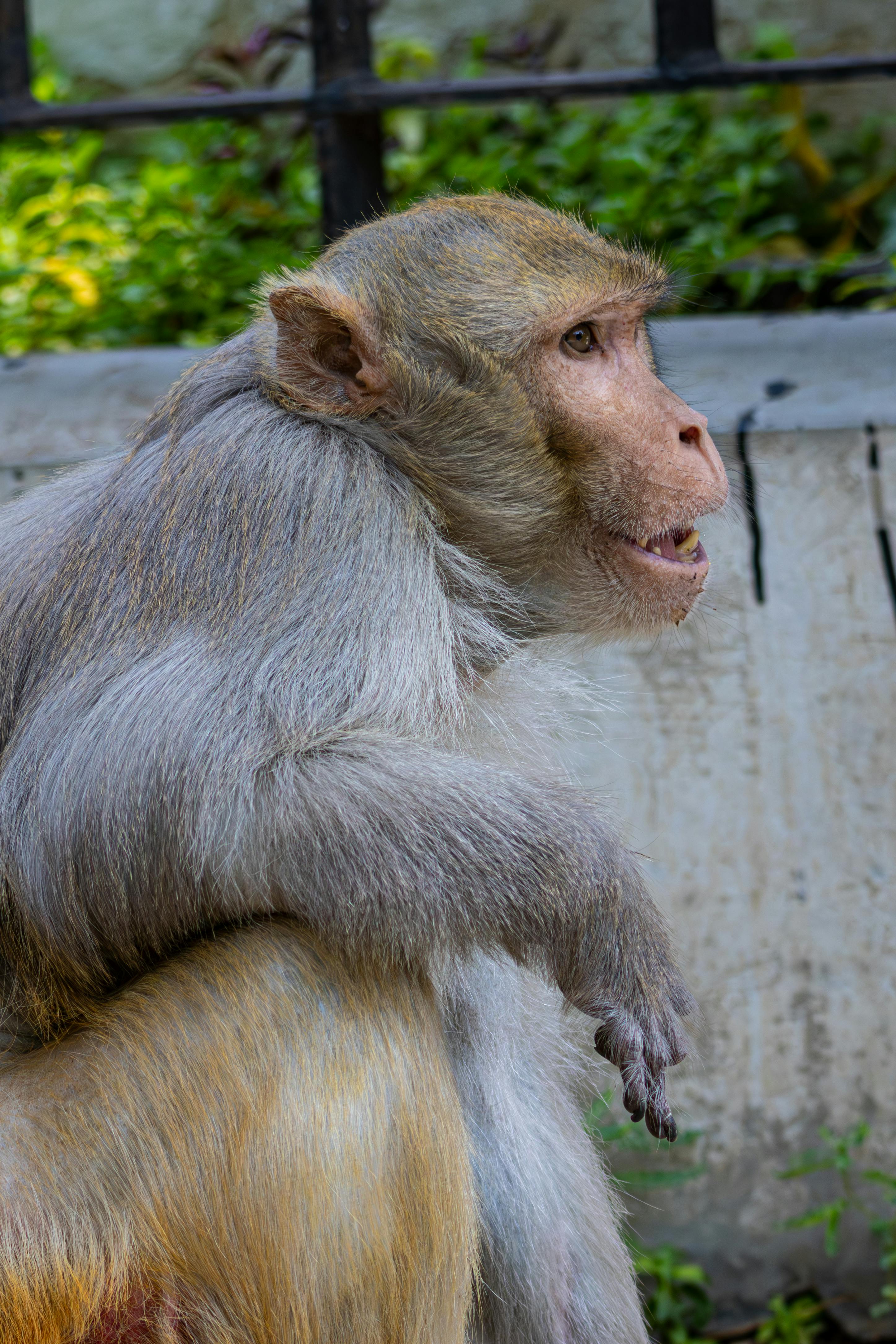 Monkey Profile Photos, Download The BEST Free Monkey Profile Stock ...