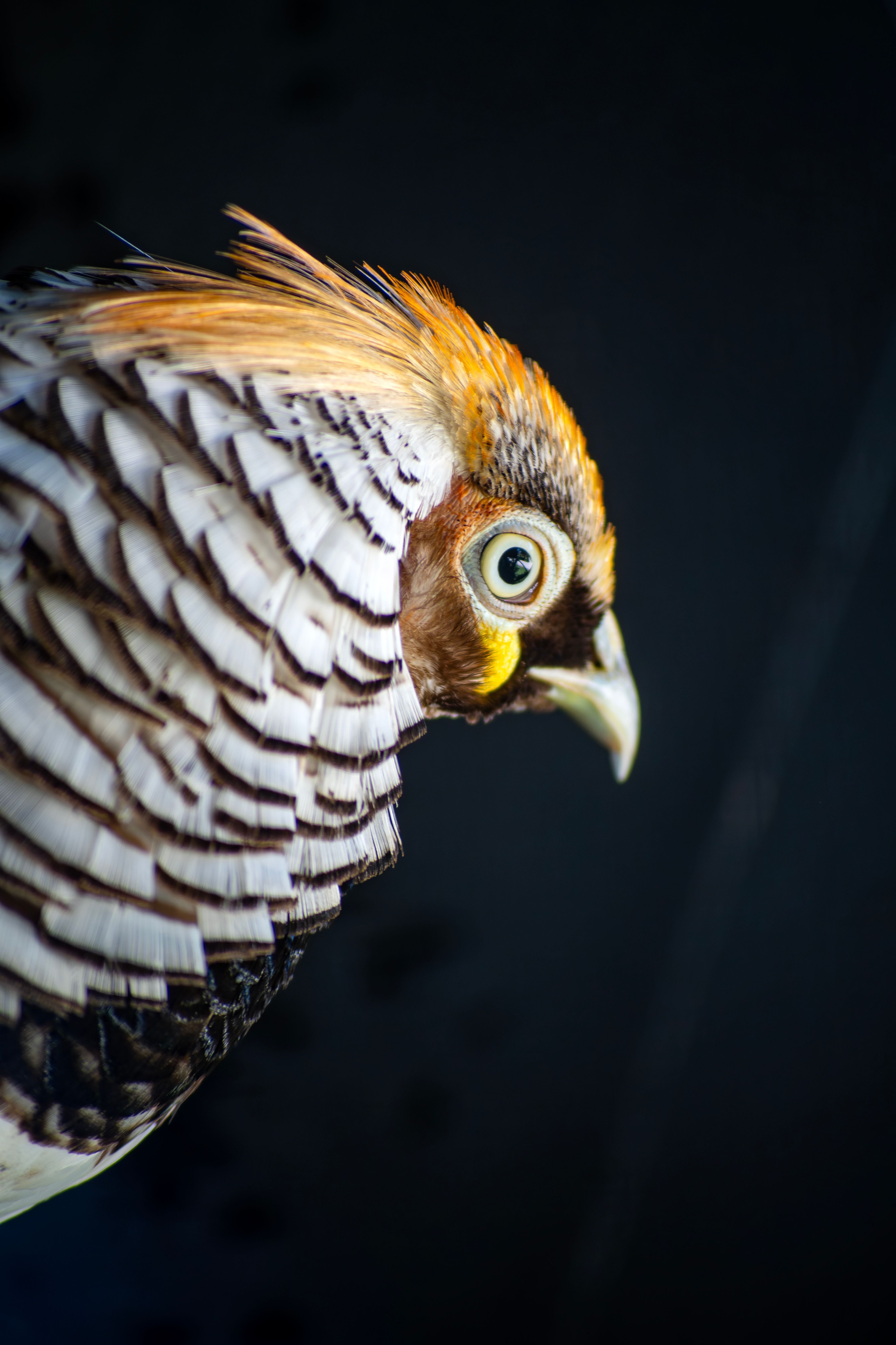 Vibrant Close-Up of Colorful Pheasant · Free Stock Photo