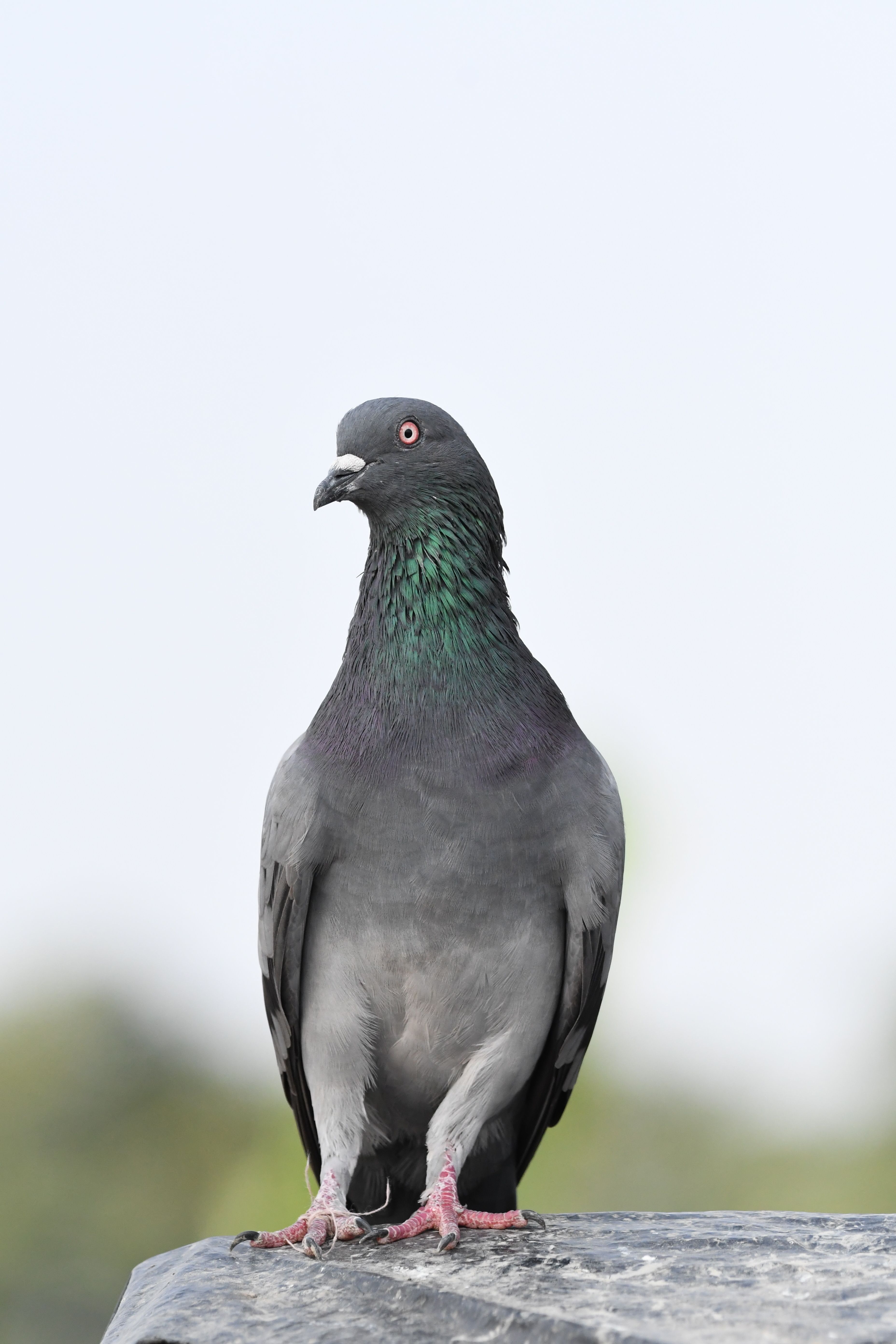 Close-up of a Rock Pigeon Perched Outdoors · Free Stock Photo