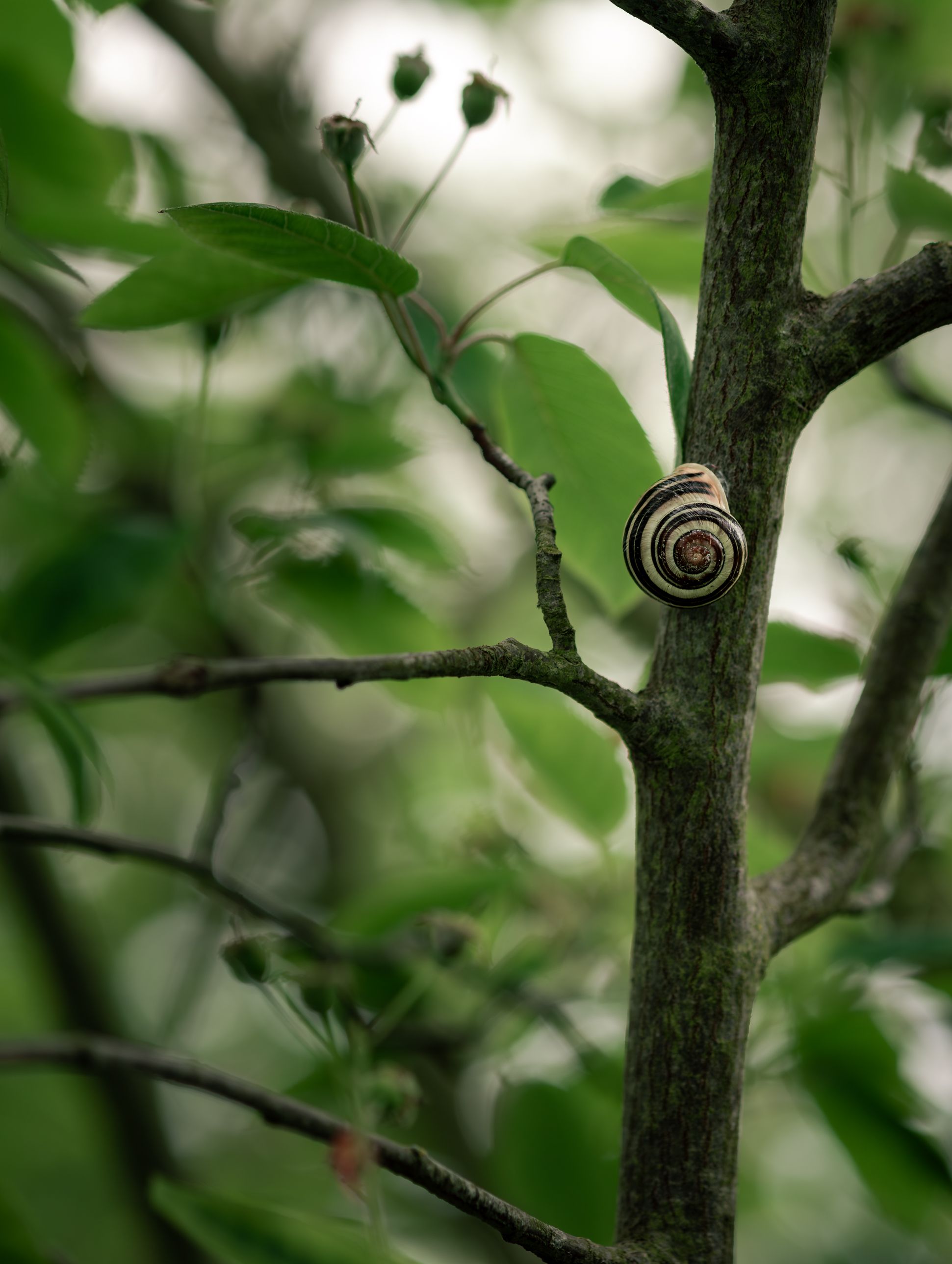 Snail on Tree Branch in Lush Green Forest · Free Stock Photo