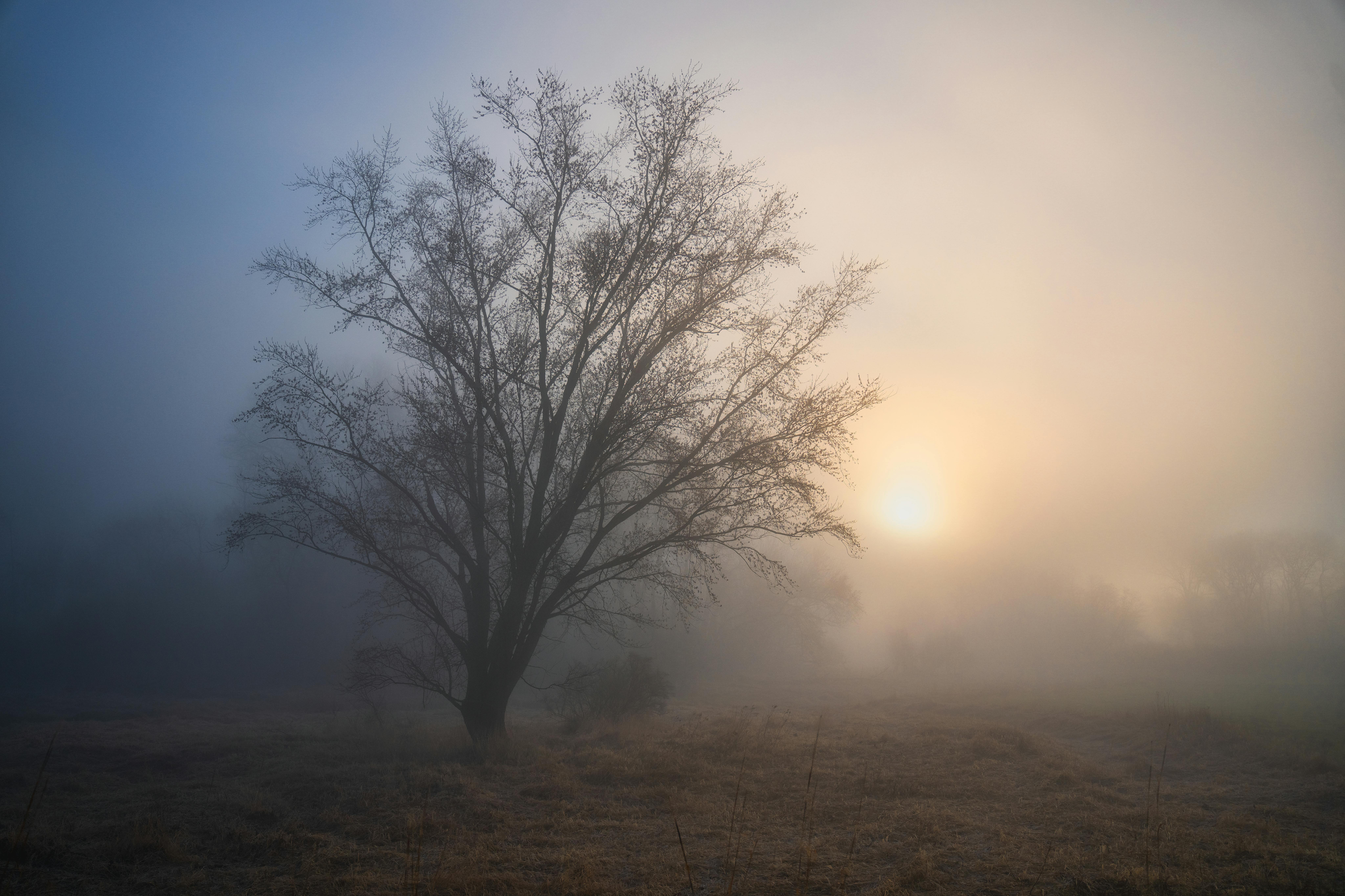 Misty Sunrise Over Lone Tree in Weaver, Minnesota · Free Stock Photo