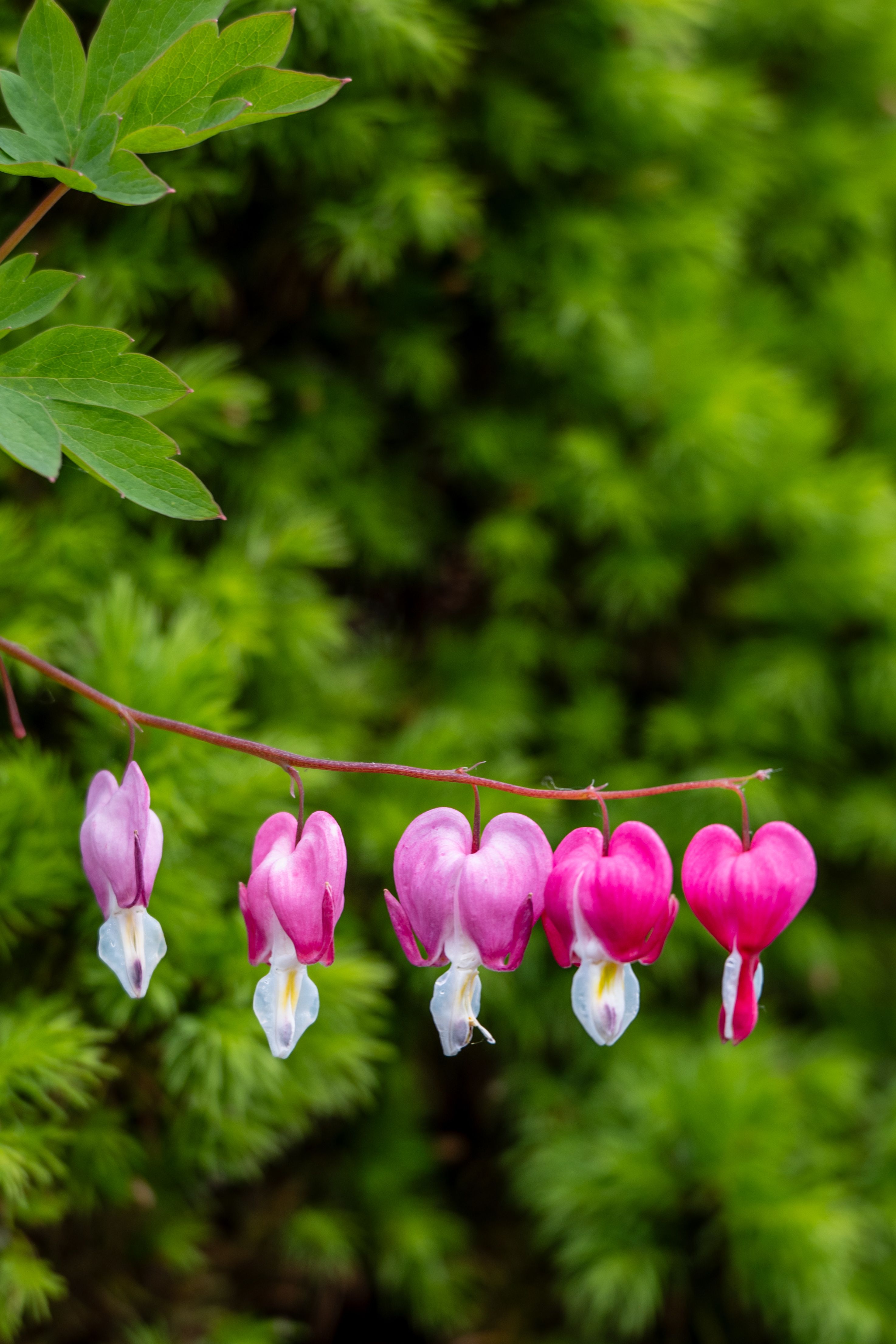 Vibrant Bleeding Heart Flowers in Bloom · Free Stock Photo