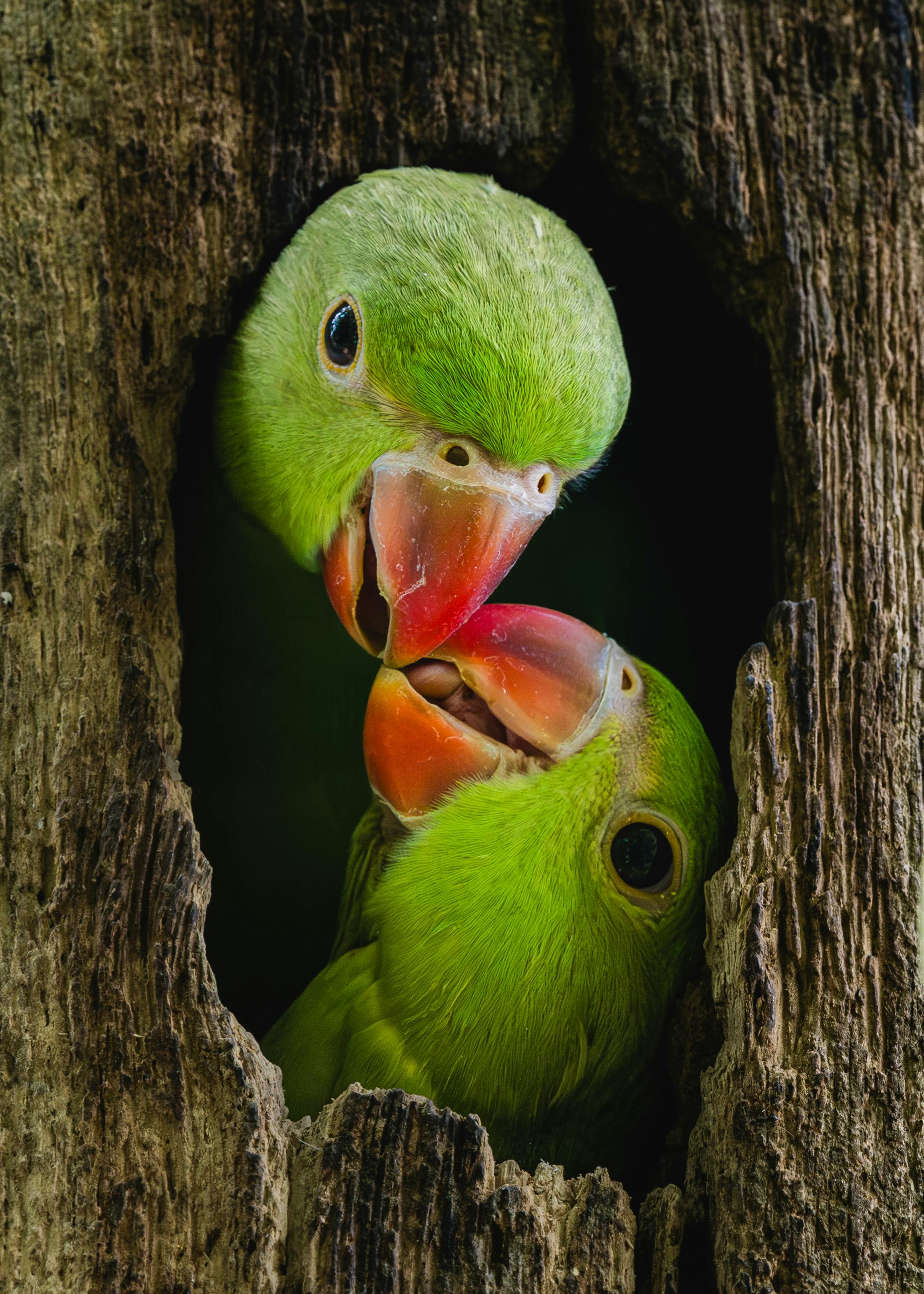 Bird Emotions Photos, Download The BEST Free Bird Emotions Stock Photos ...