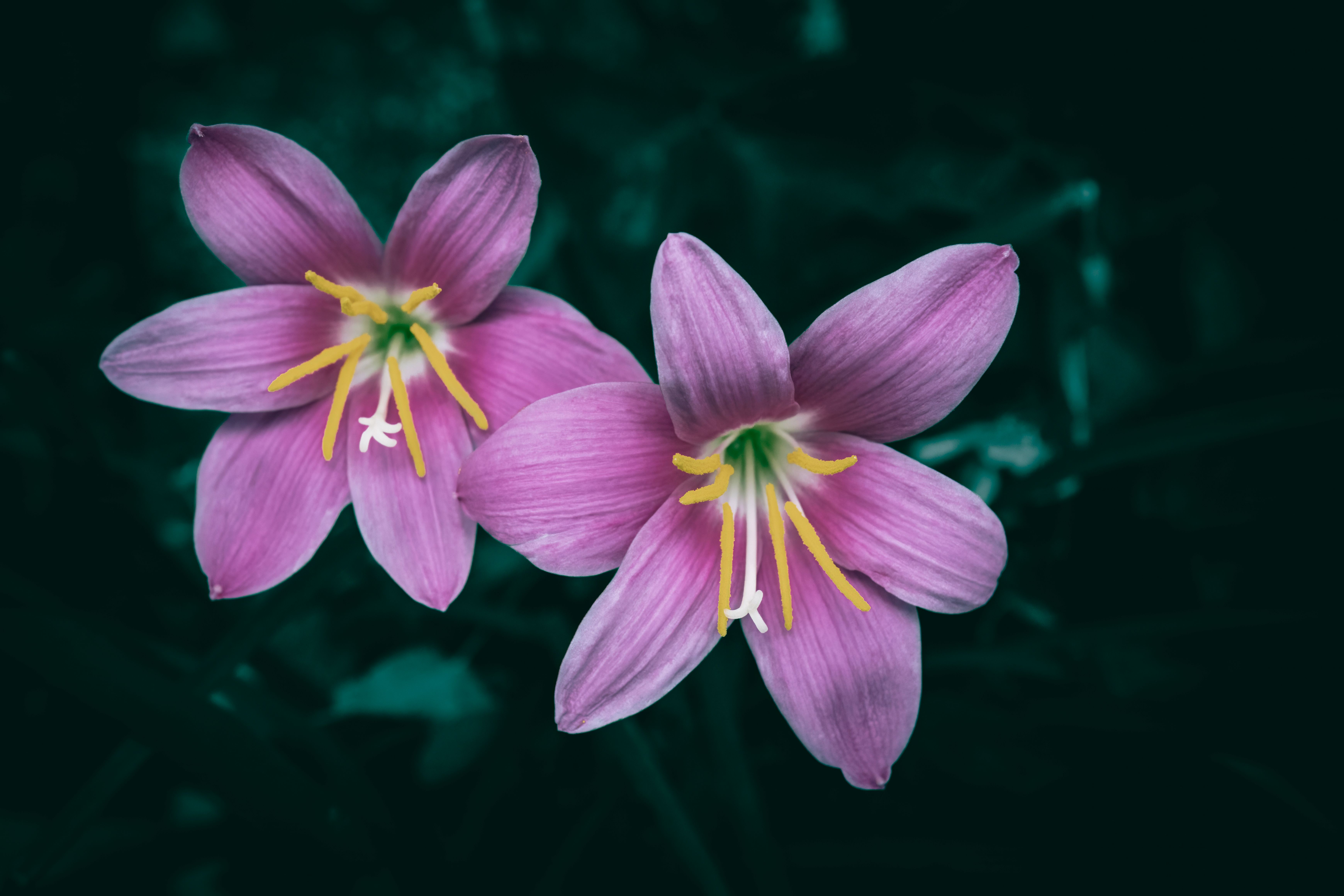 Two Flowers Photos, Download The BEST Free Two Flowers Stock Photos ...