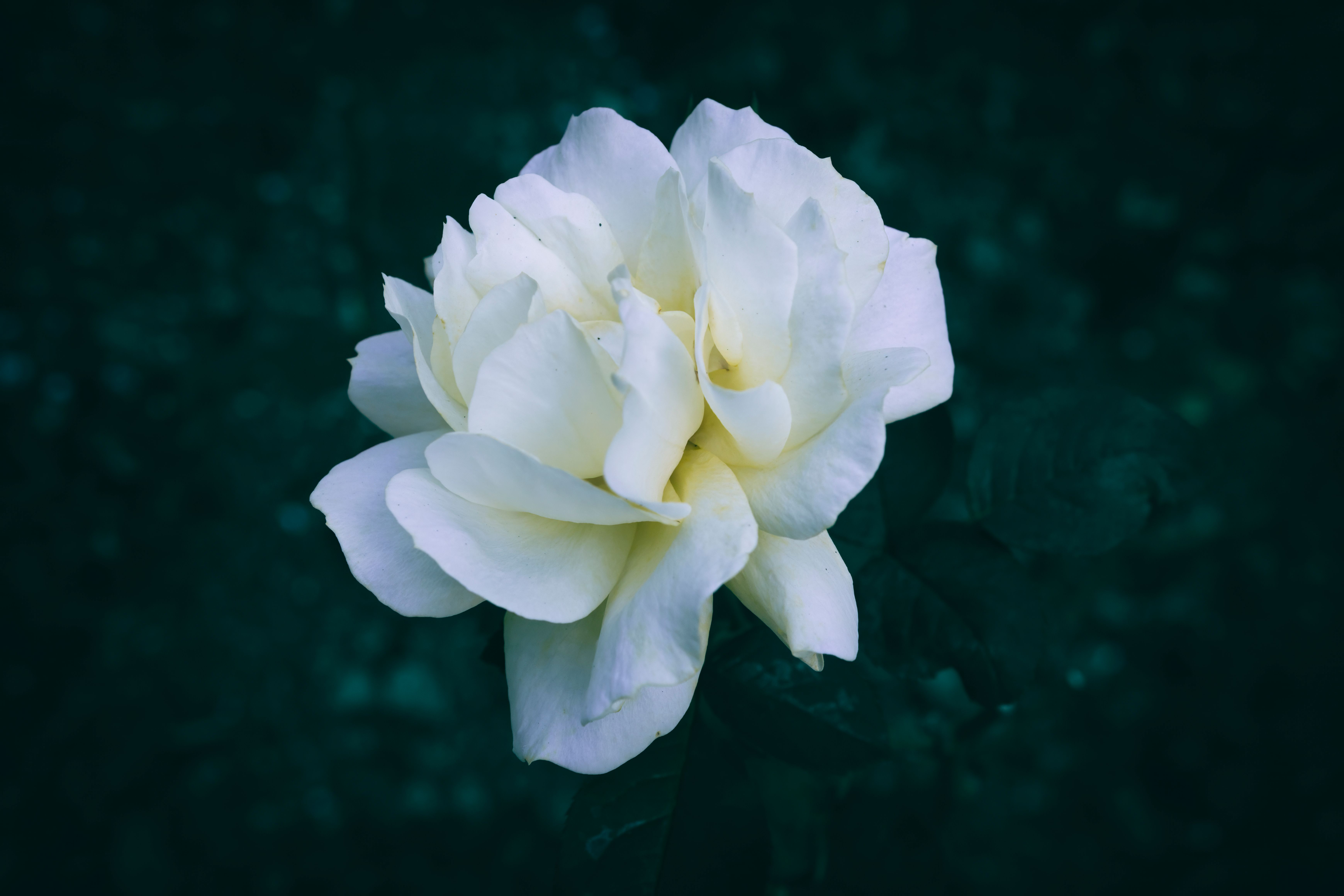 Elegant White Rose with Subtle Details · Free Stock Photo