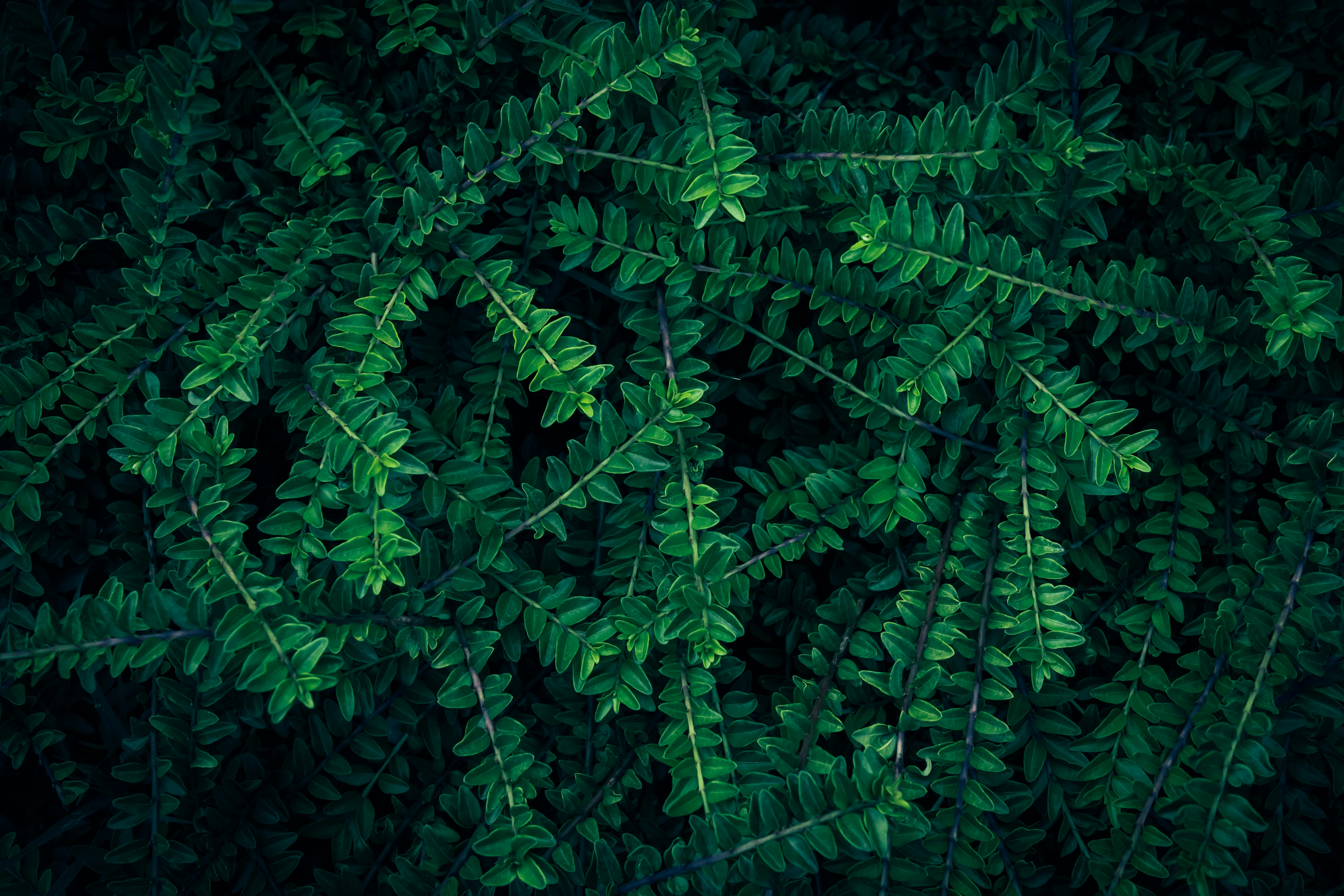 Spring Teams Backgrounds Photos, Download The BEST Free Spring Teams ...