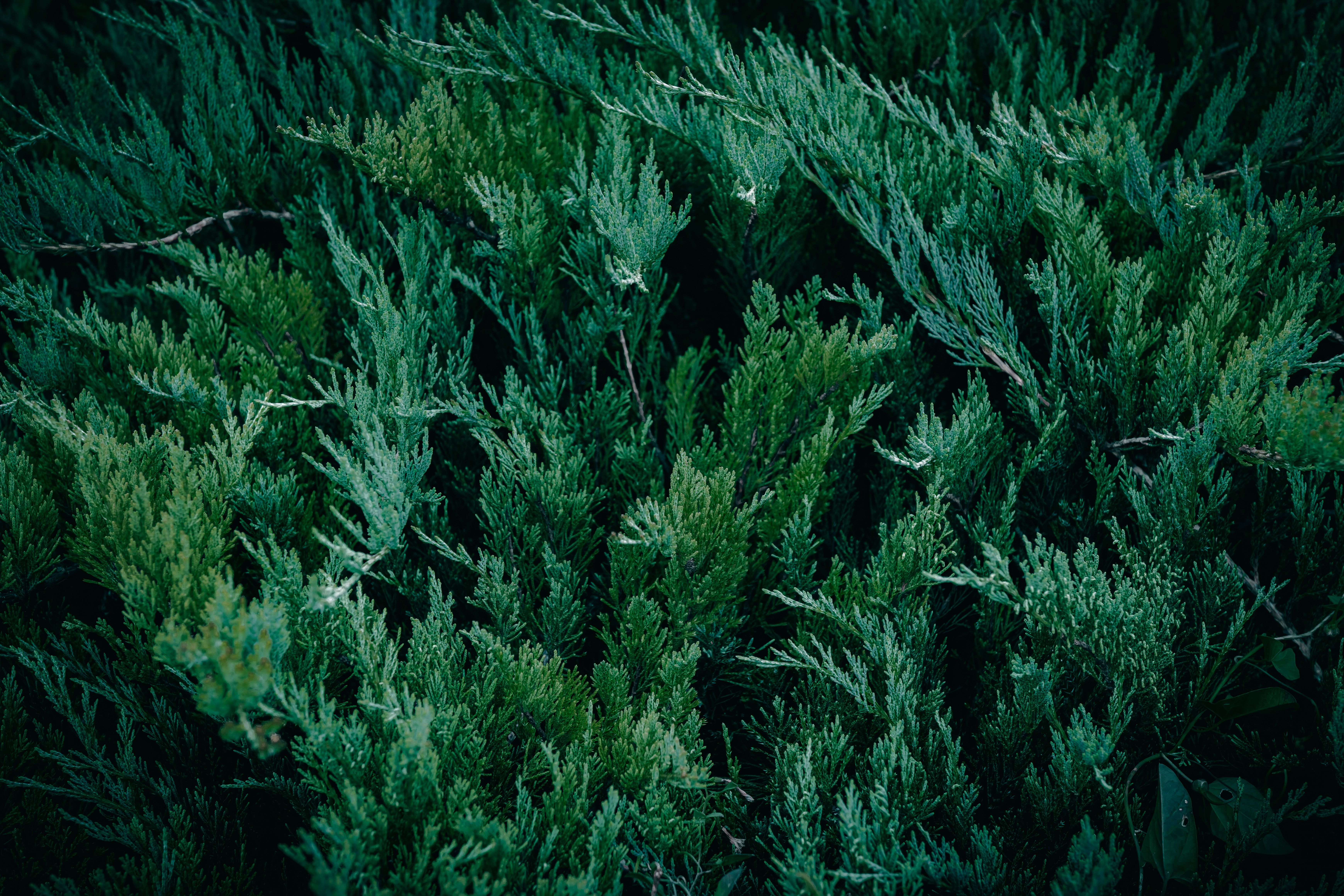 Lush Green Juniper Bush Texture in Nature · Free Stock Photo