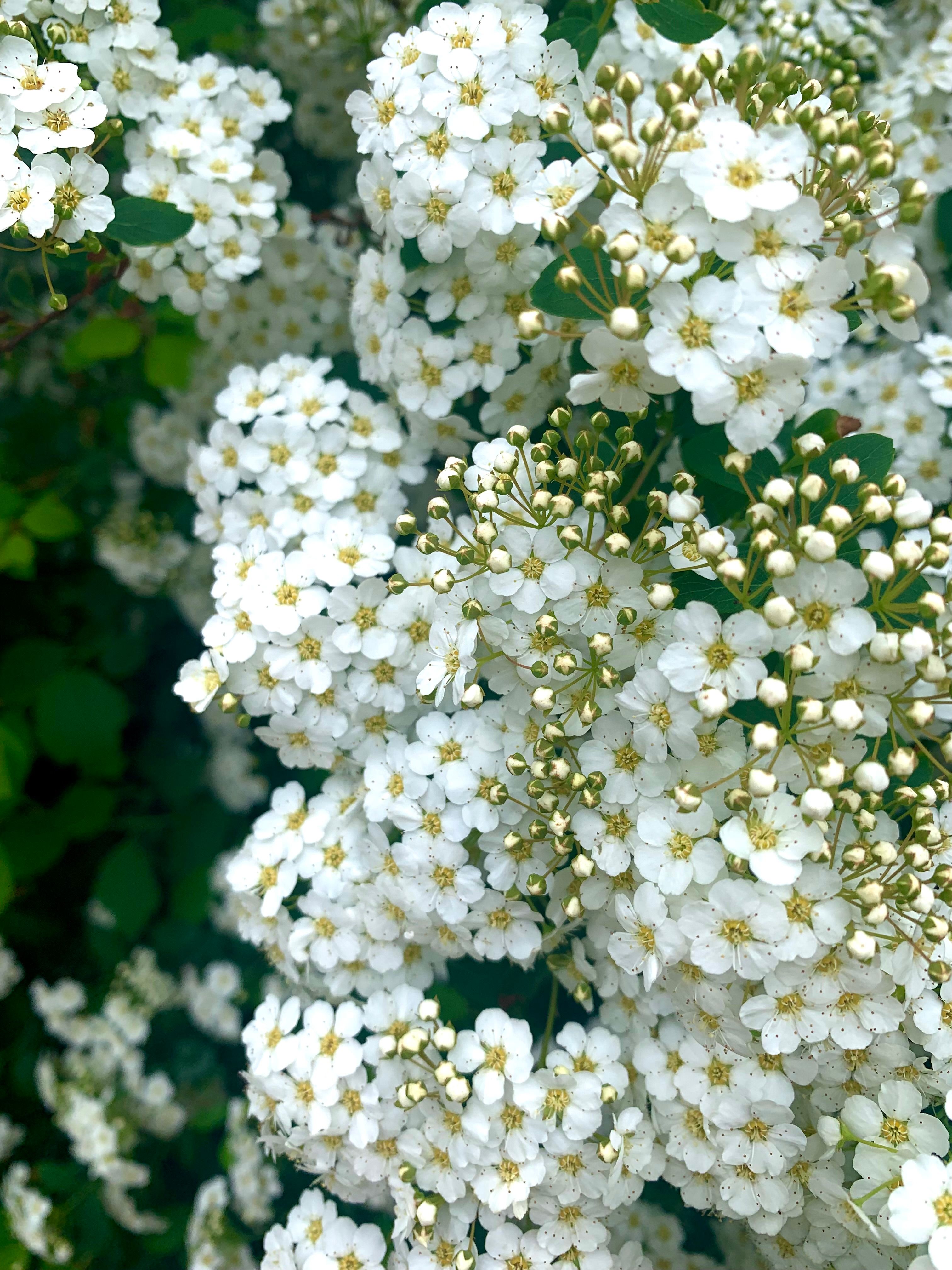 Floral Pattern Photos, Download The BEST Free Floral Pattern Stock ...