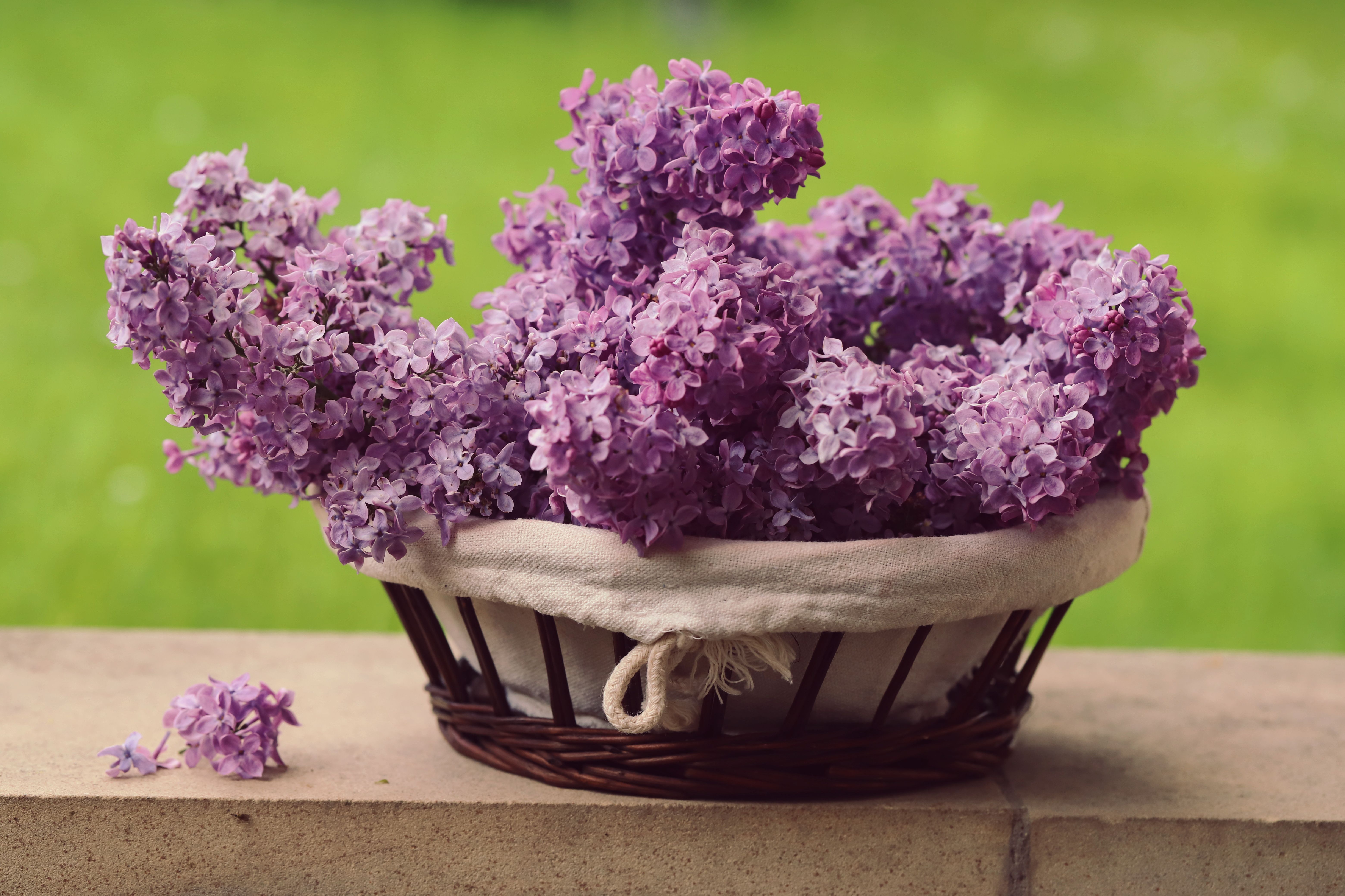 Desktop Wallpaper Lilacs Photos, Download The BEST Free Desktop ...