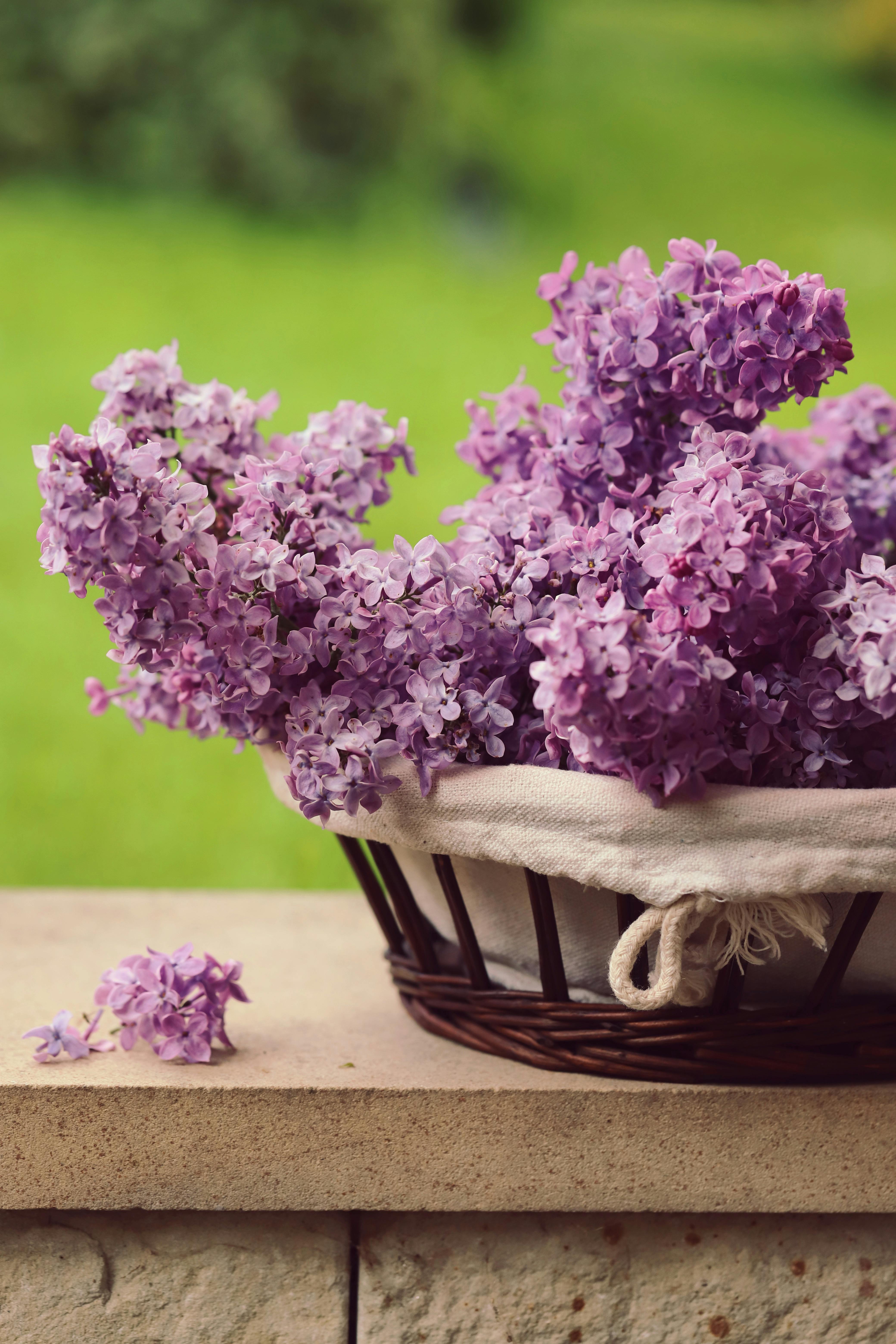 Basket of Vibrant Lilacs on Stone Ledge Outdoors · Free Stock Photo