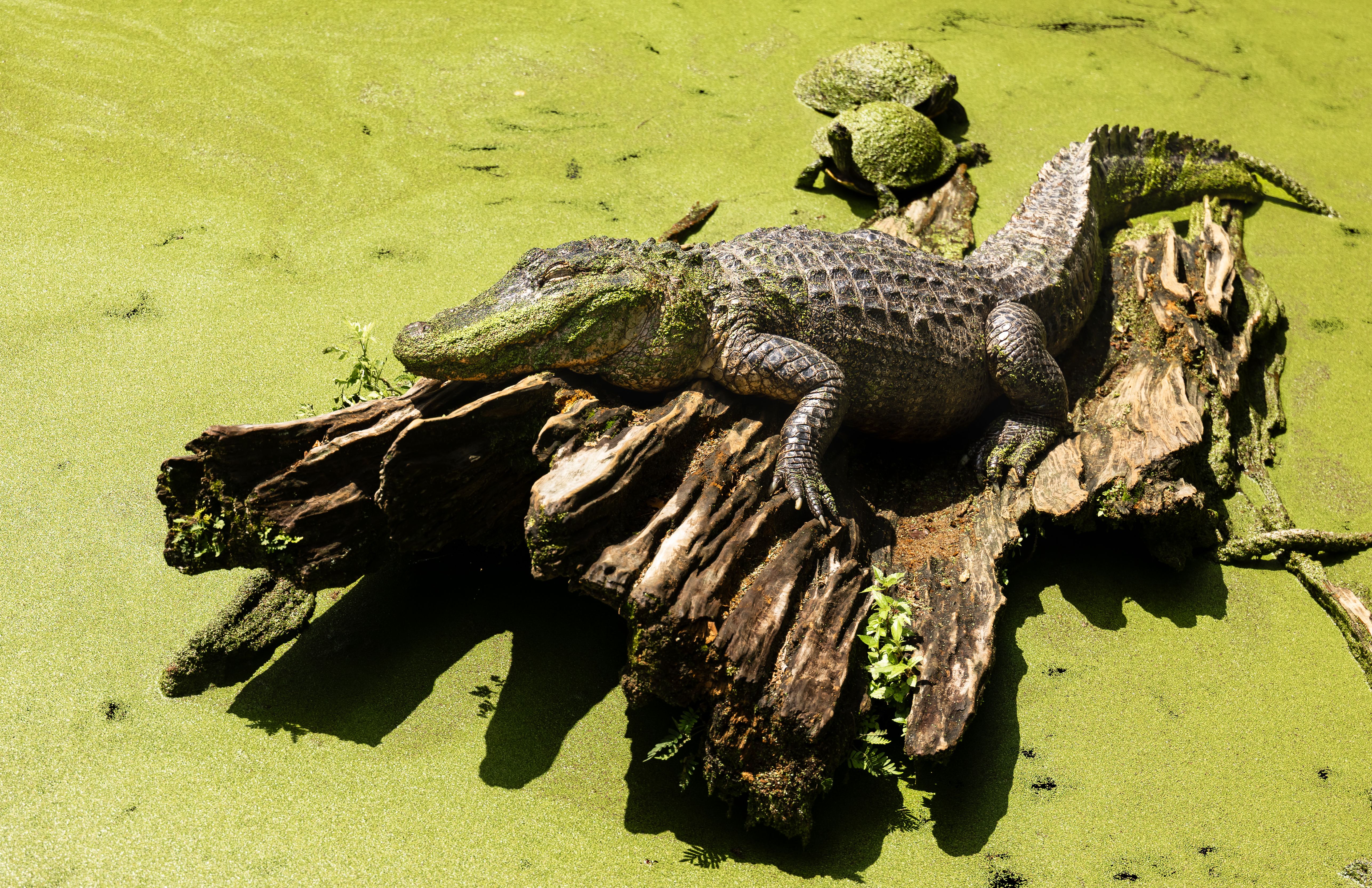 Alligator Relaxing on Log in Sunlit Swamp · Free Stock Photo