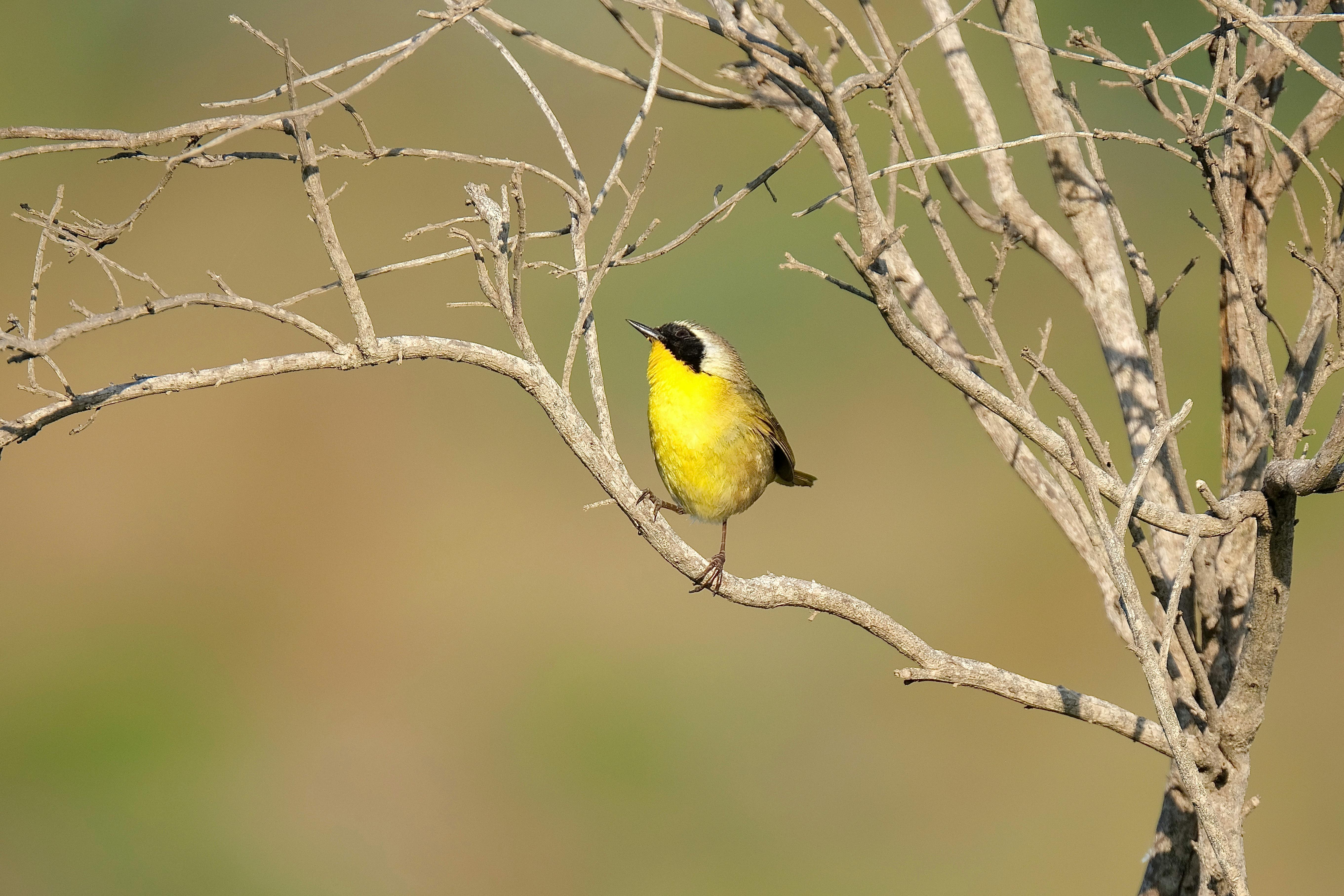 Yellow Songbird Perched in San Francisco Woodland · Free Stock Photo