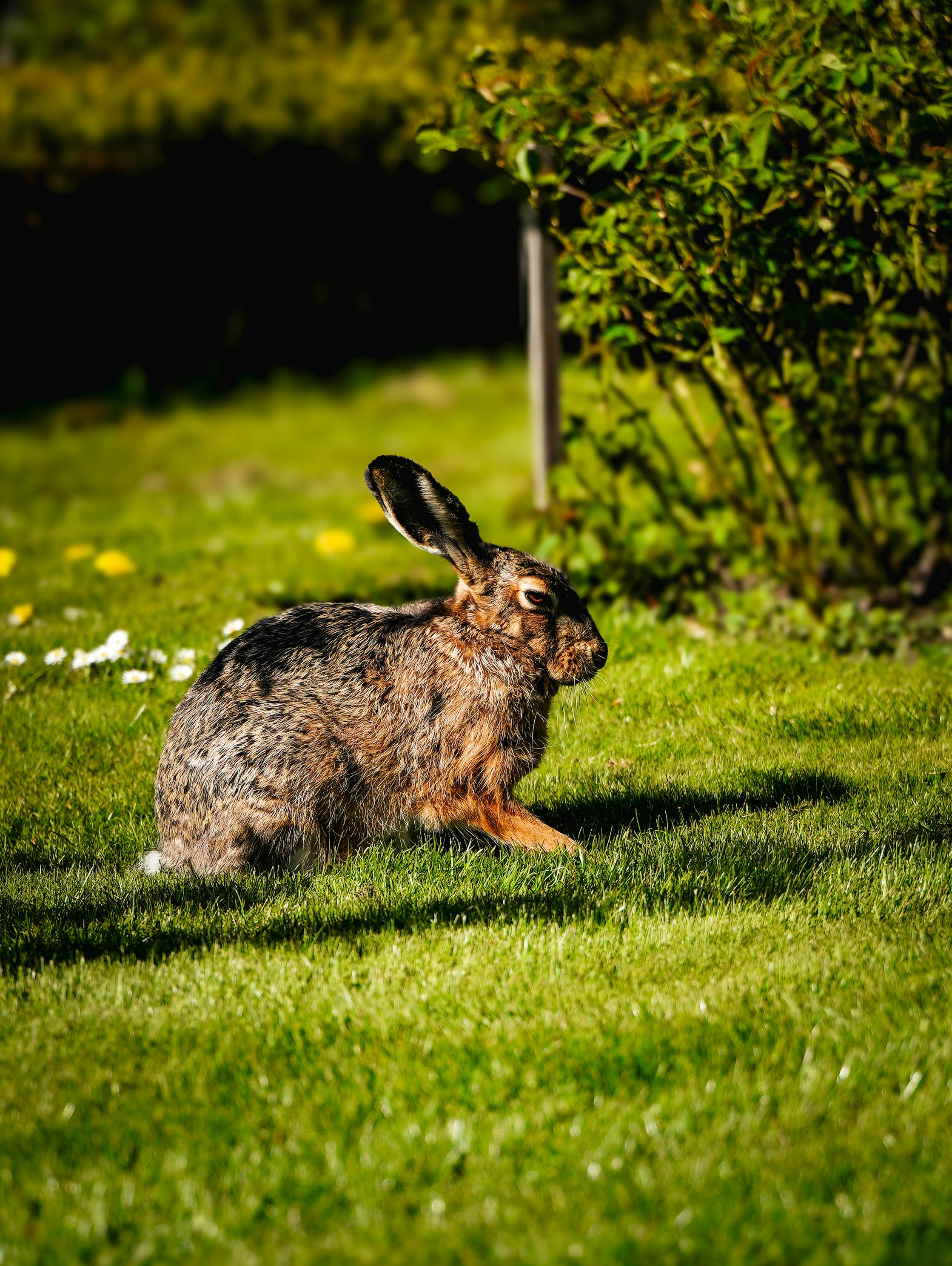 Wild Hare in Sunlit Green Field Outdoors · Free Stock Photo