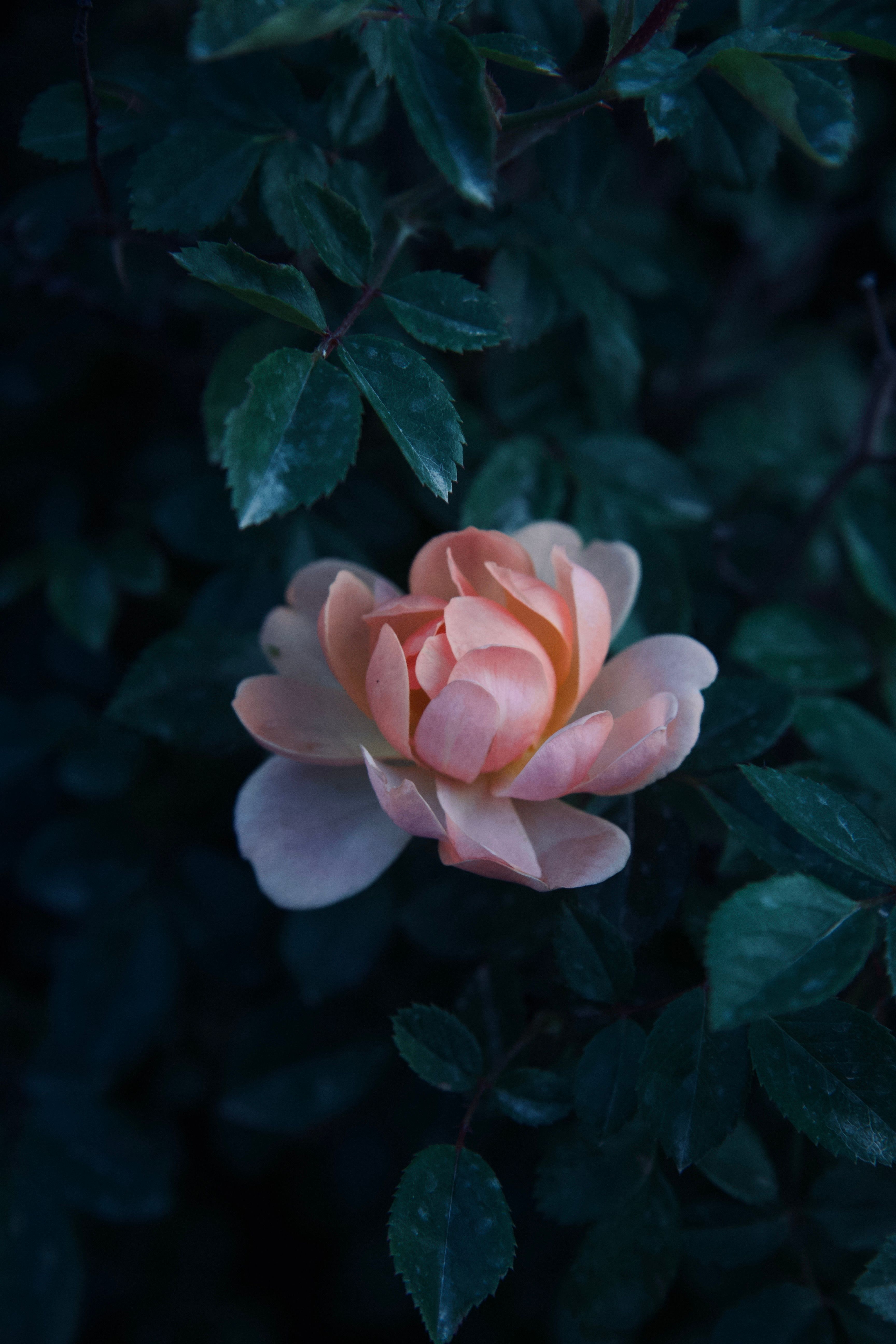 Rose Flies Photos, Download The BEST Free Rose Flies Stock Photos & HD ...