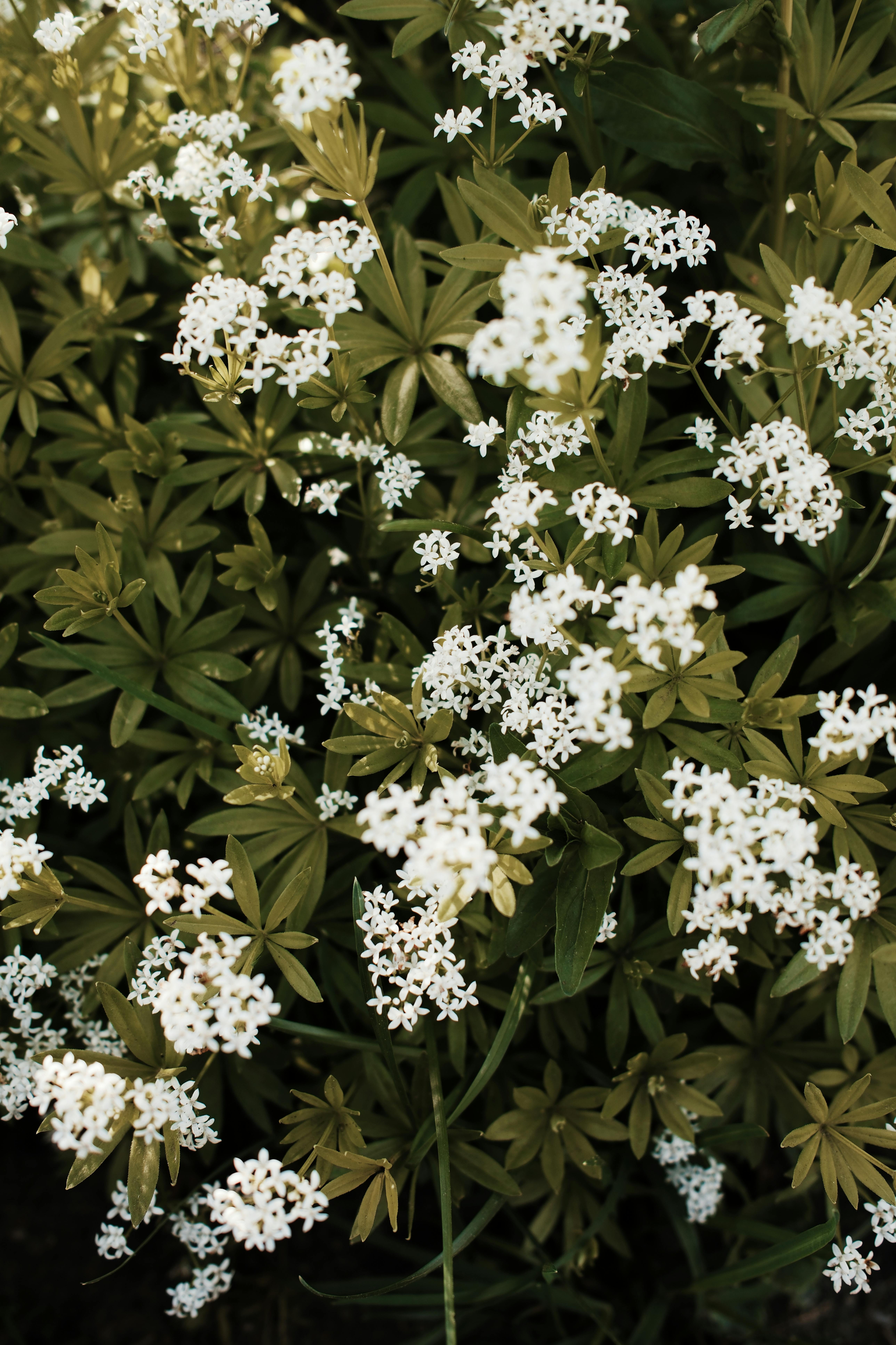 Close-up of Sweet Woodruff Flowers in Bloom · Free Stock Photo