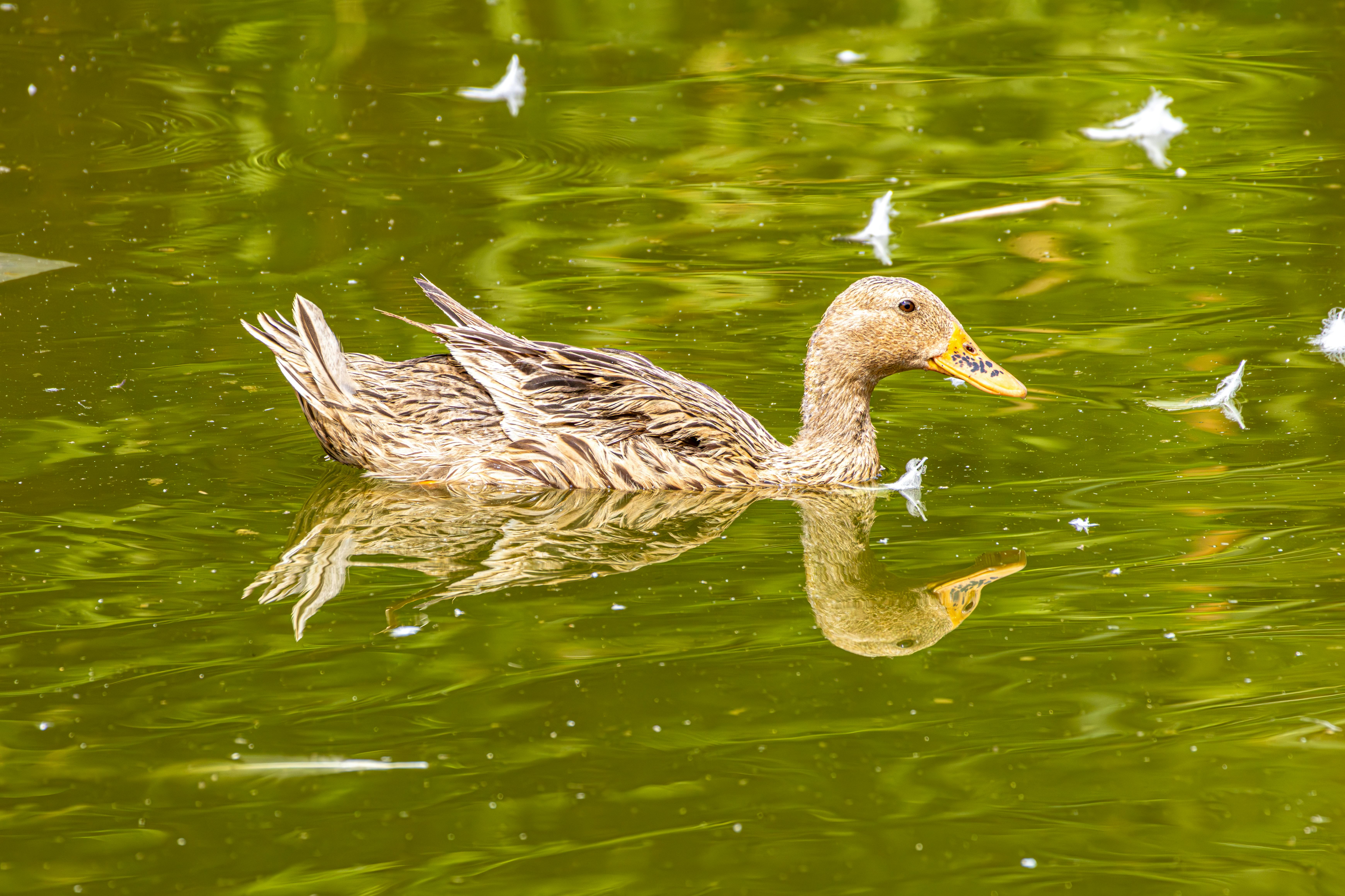 Swimming Cartoon Photos, Download The BEST Free Swimming Cartoon Stock ...