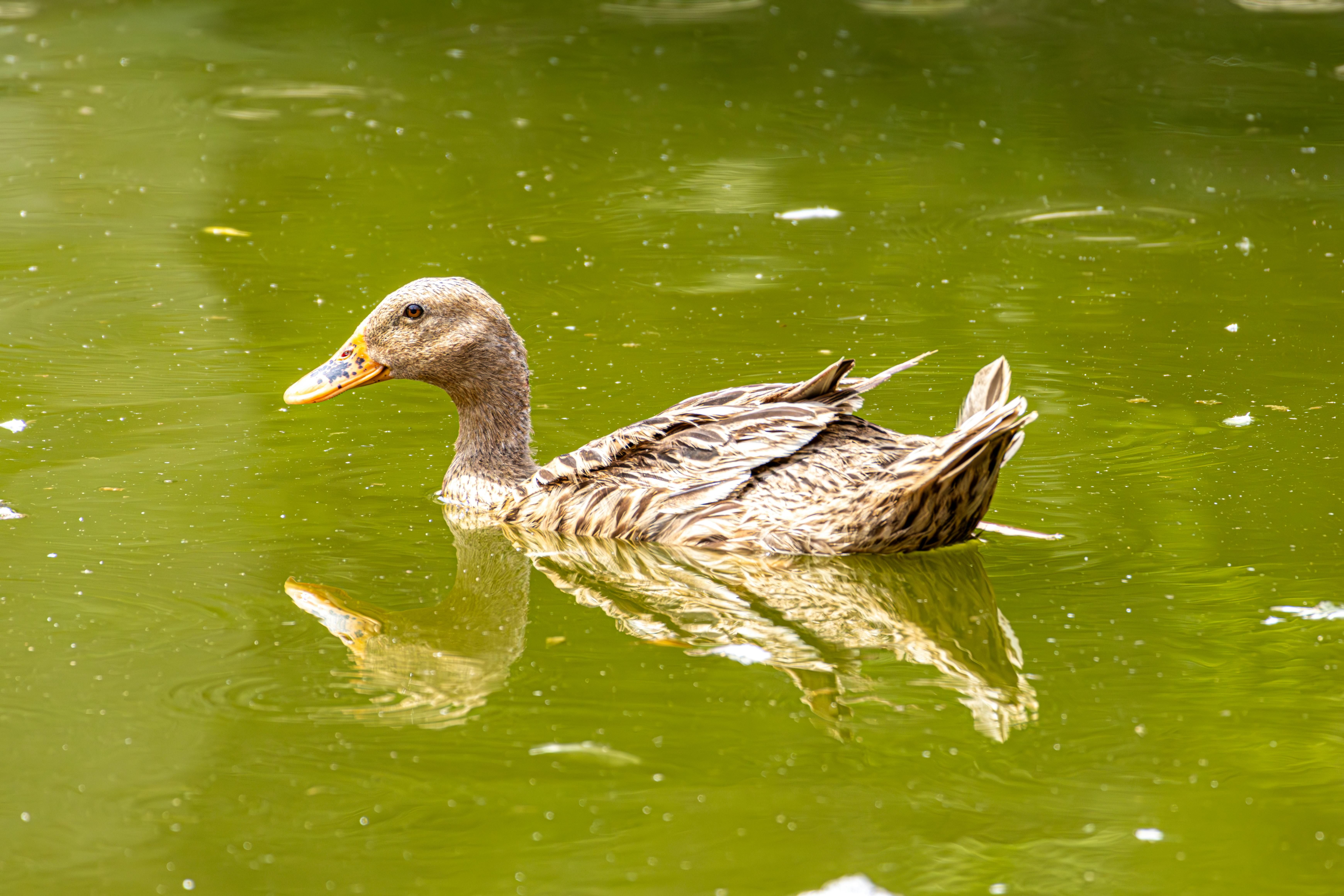 Silo Brava Bill Photos, Download The BEST Free Silo Brava Bill Stock ...