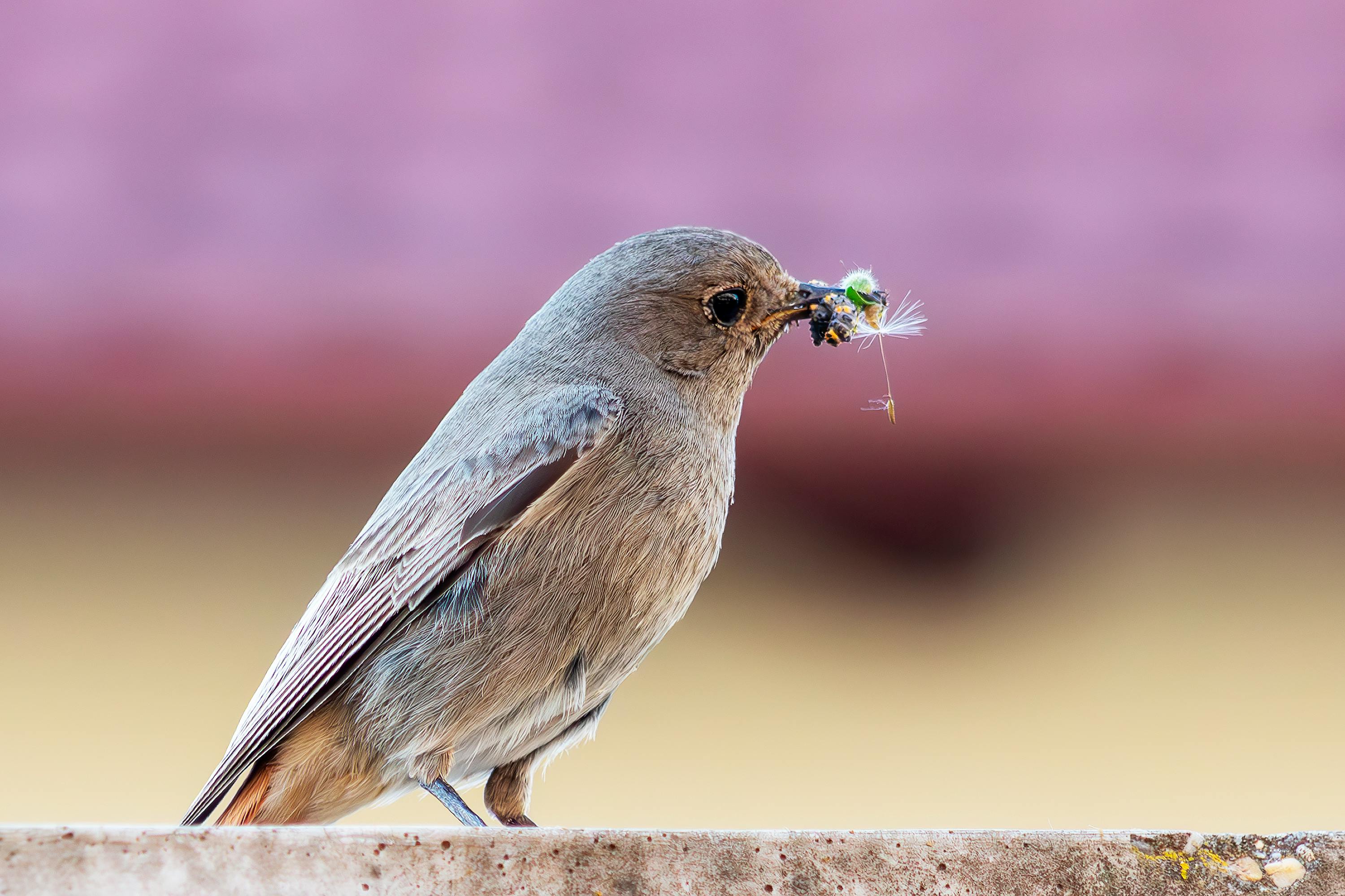 Beautiful Songbird Feeding on Insect in Győr · Free Stock Photo