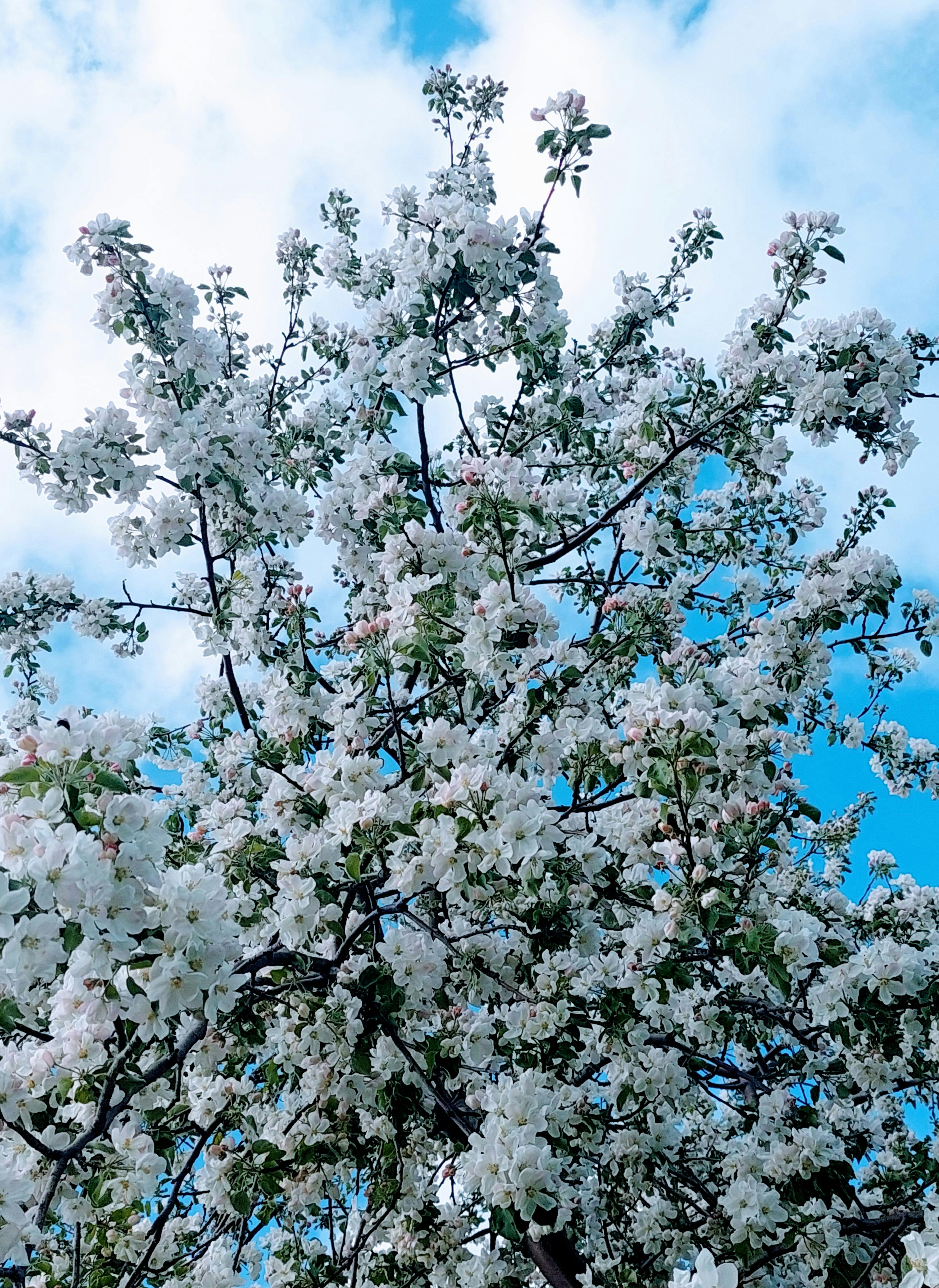 Hermosas Flores De Manzano Bajo Un Cielo Azul · Foto de stock gratuita