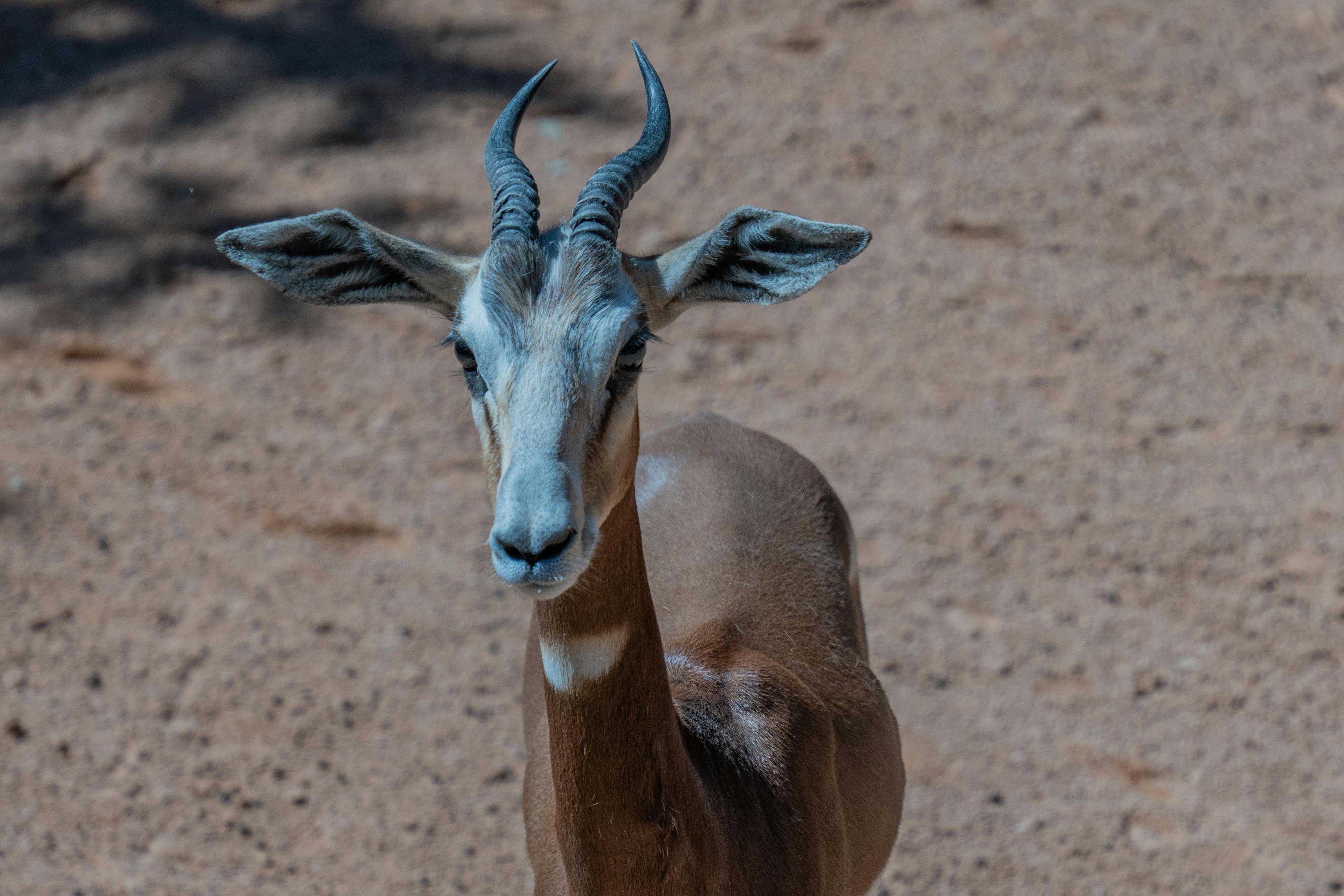 Springbok Photos, Download The BEST Free Springbok Stock Photos & HD Images