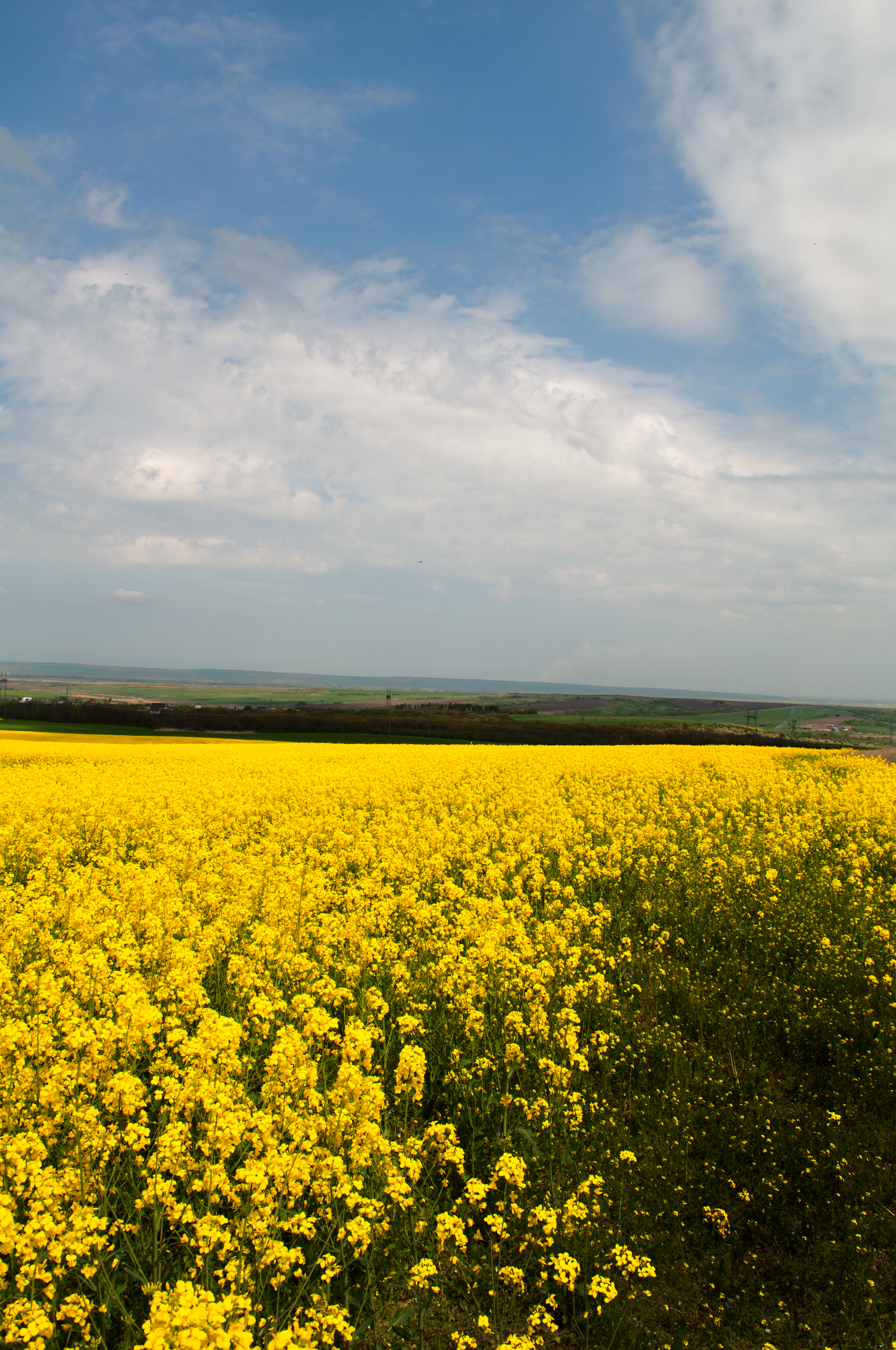 Vast Yellow Canola Field Under Blue Sky · Free Stock Photo