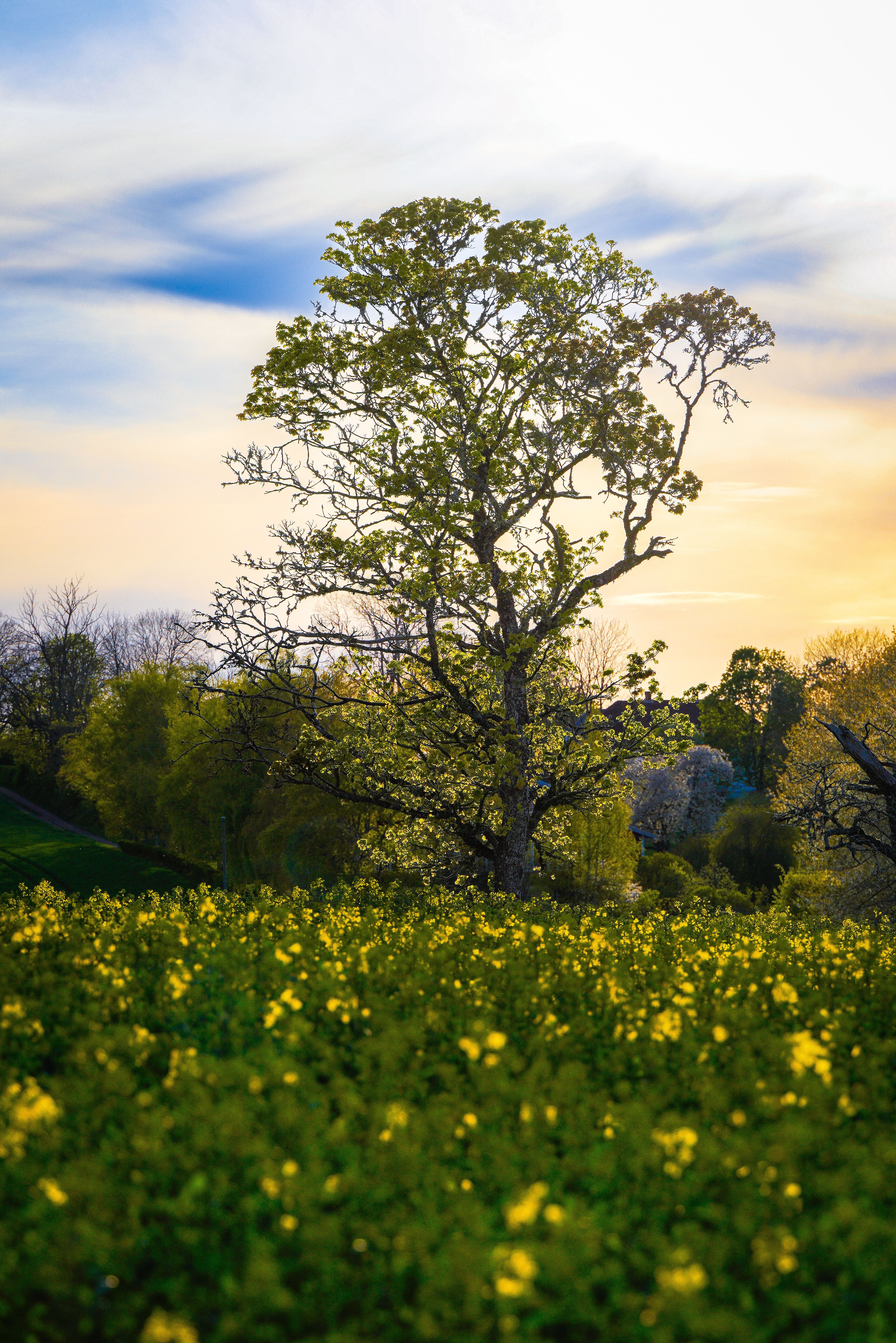 Photo of Tree Near Sunflowers · Free Stock Photo