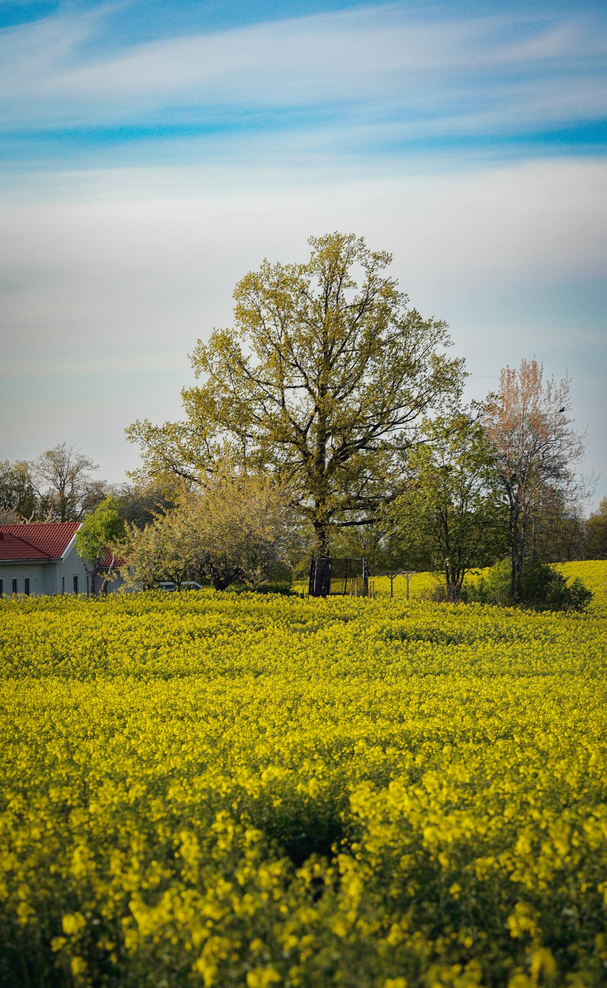 Mustard Tree Photos, Download The BEST Free Mustard Tree Stock Photos ...