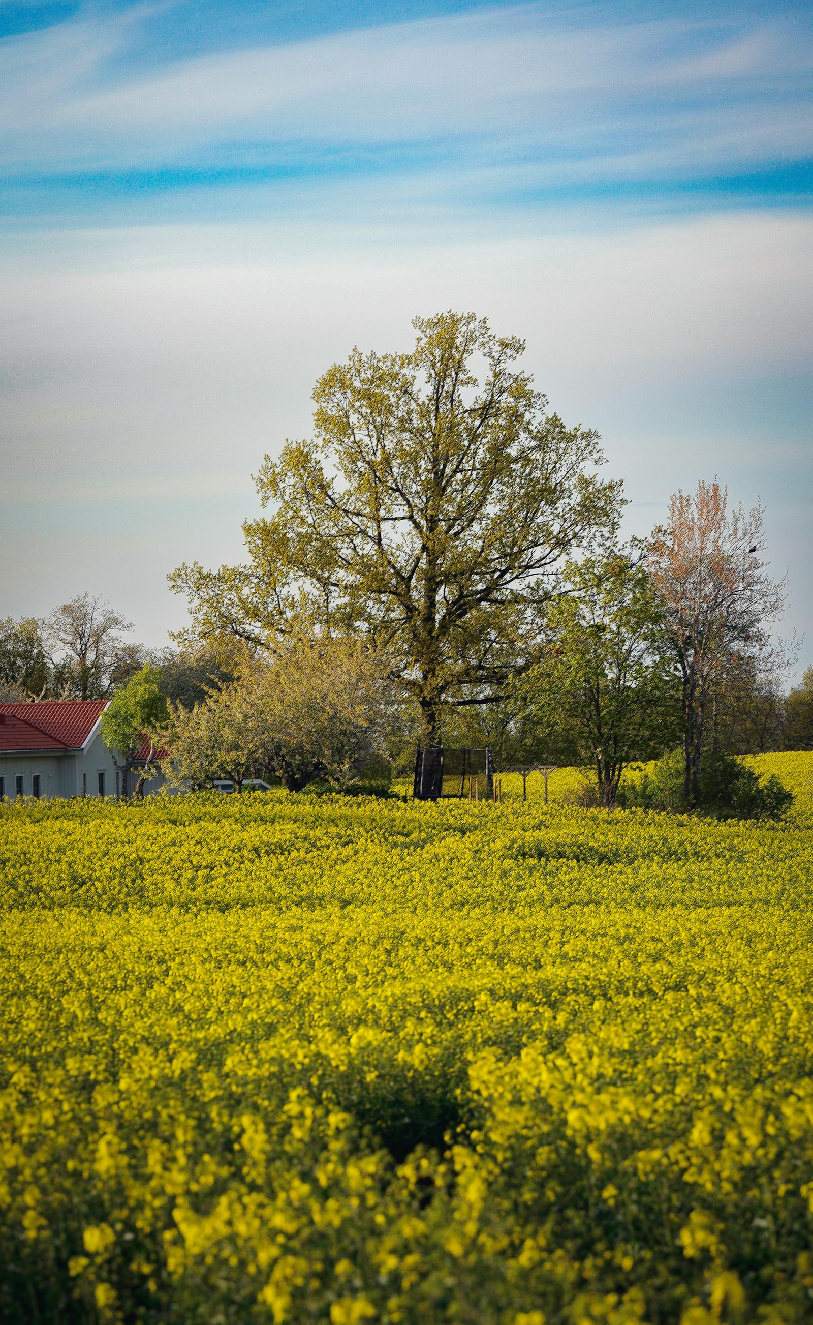 Mustard Tree Photos, Download The BEST Free Mustard Tree Stock Photos ...
