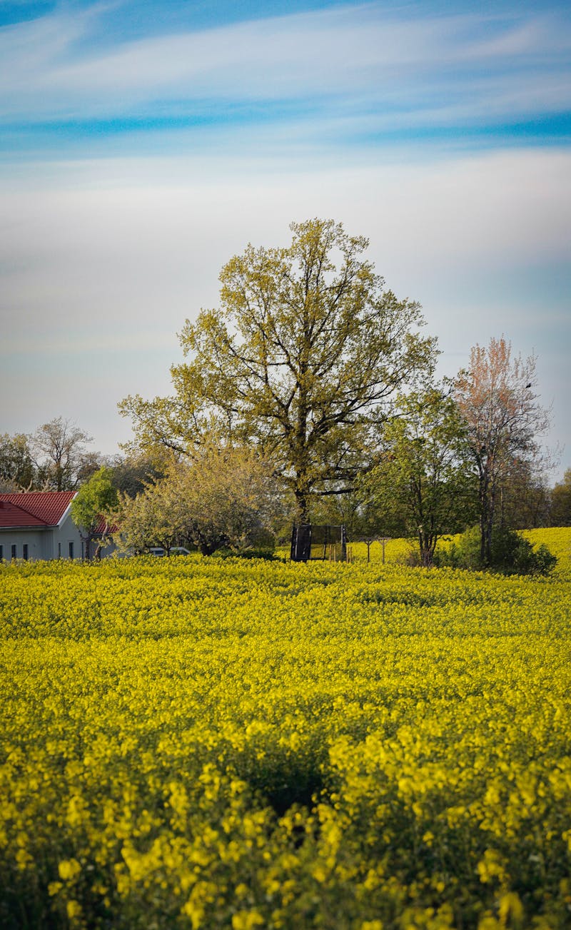 Mustard Tree Photos, Download The BEST Free Mustard Tree Stock Photos ...