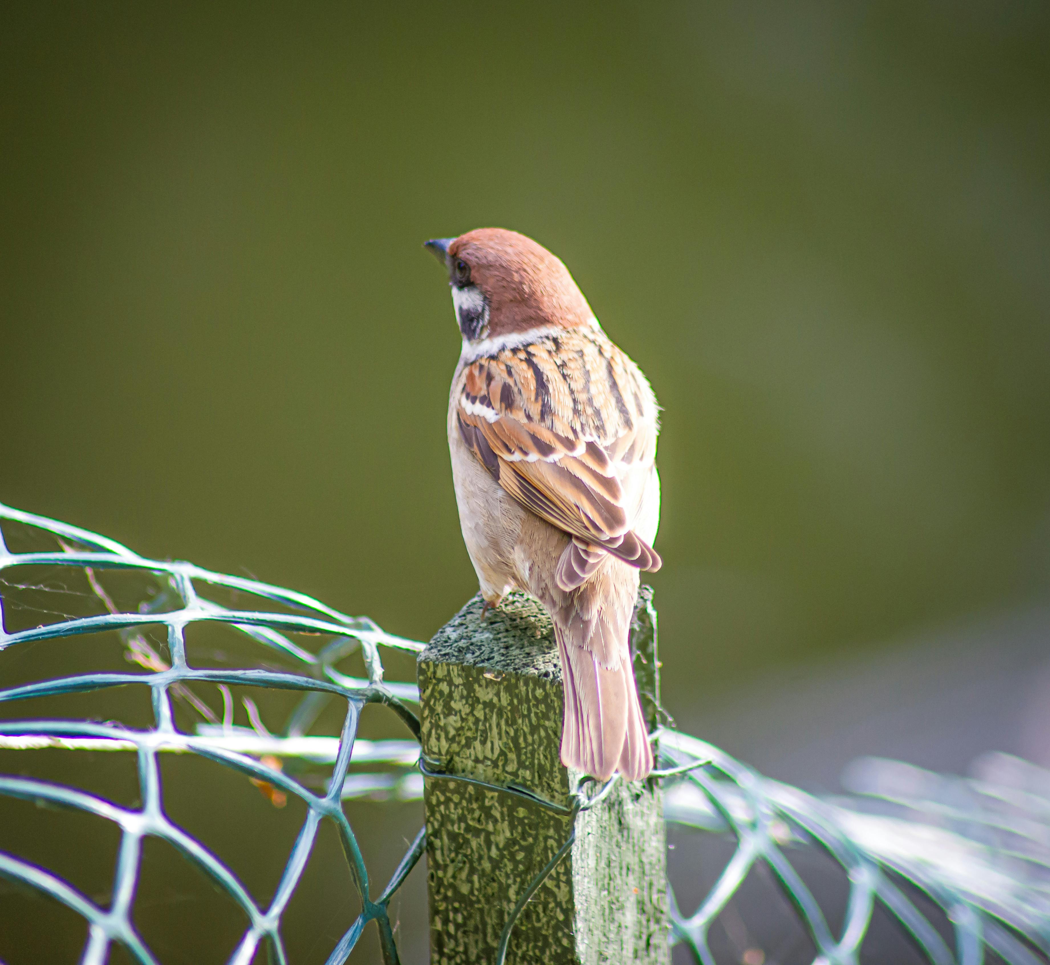 Diwali Fataka Post Photos, Download The BEST Free Diwali Fataka Post ...