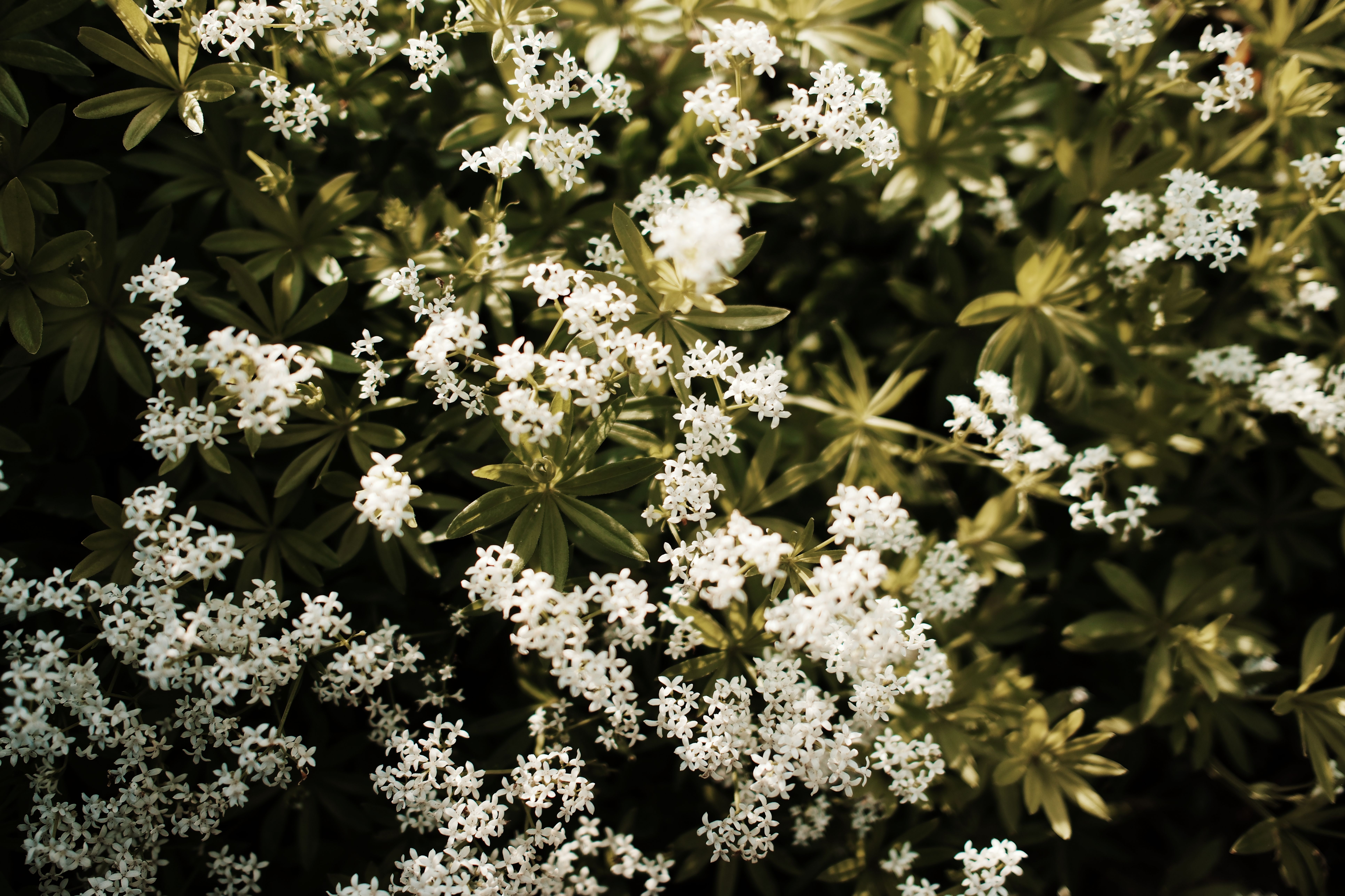 Shrubs Photos, Download The BEST Free Shrubs Stock Photos & HD Images