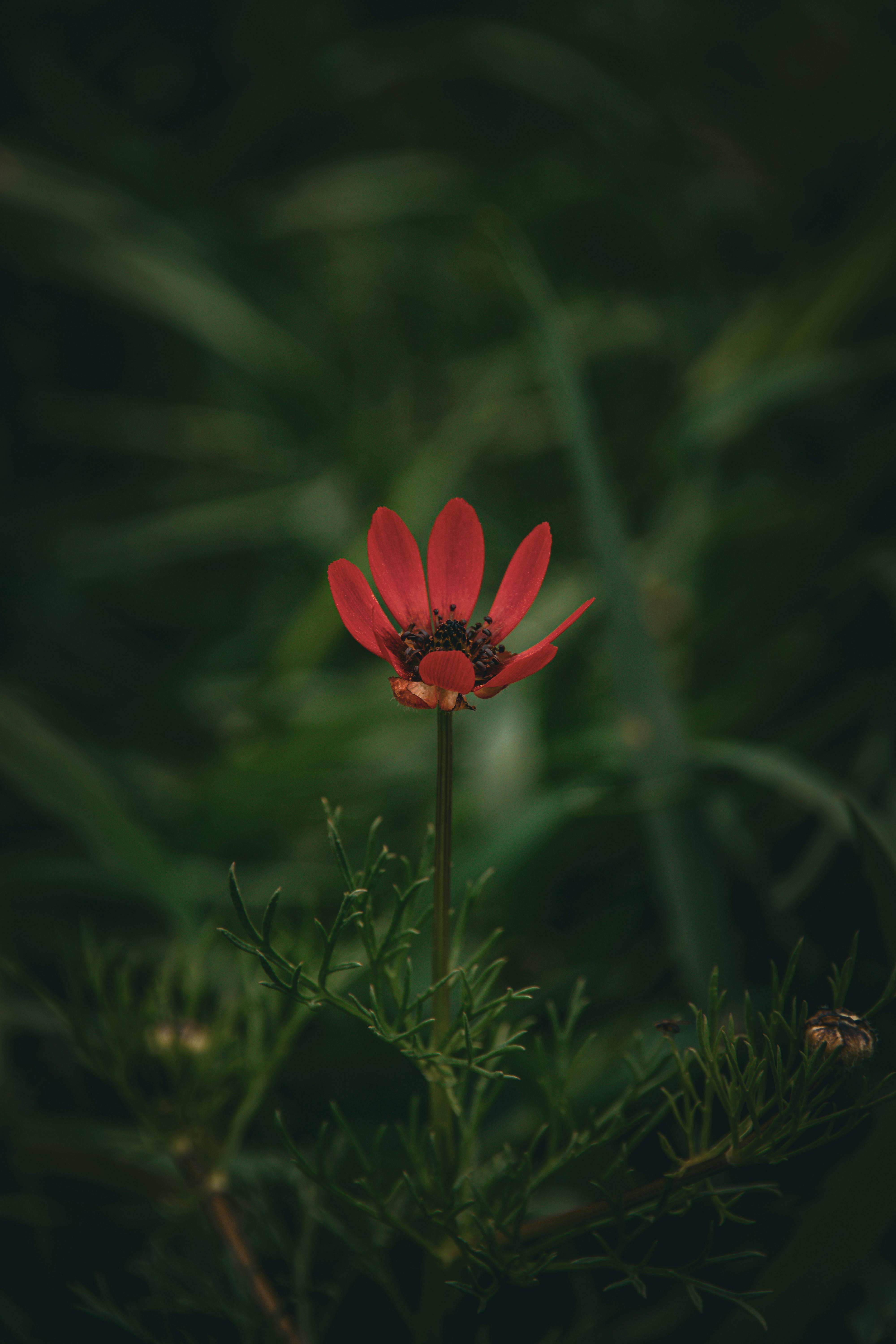 Elegant Red Flower Blooming in Lush Greenery · Free Stock Photo