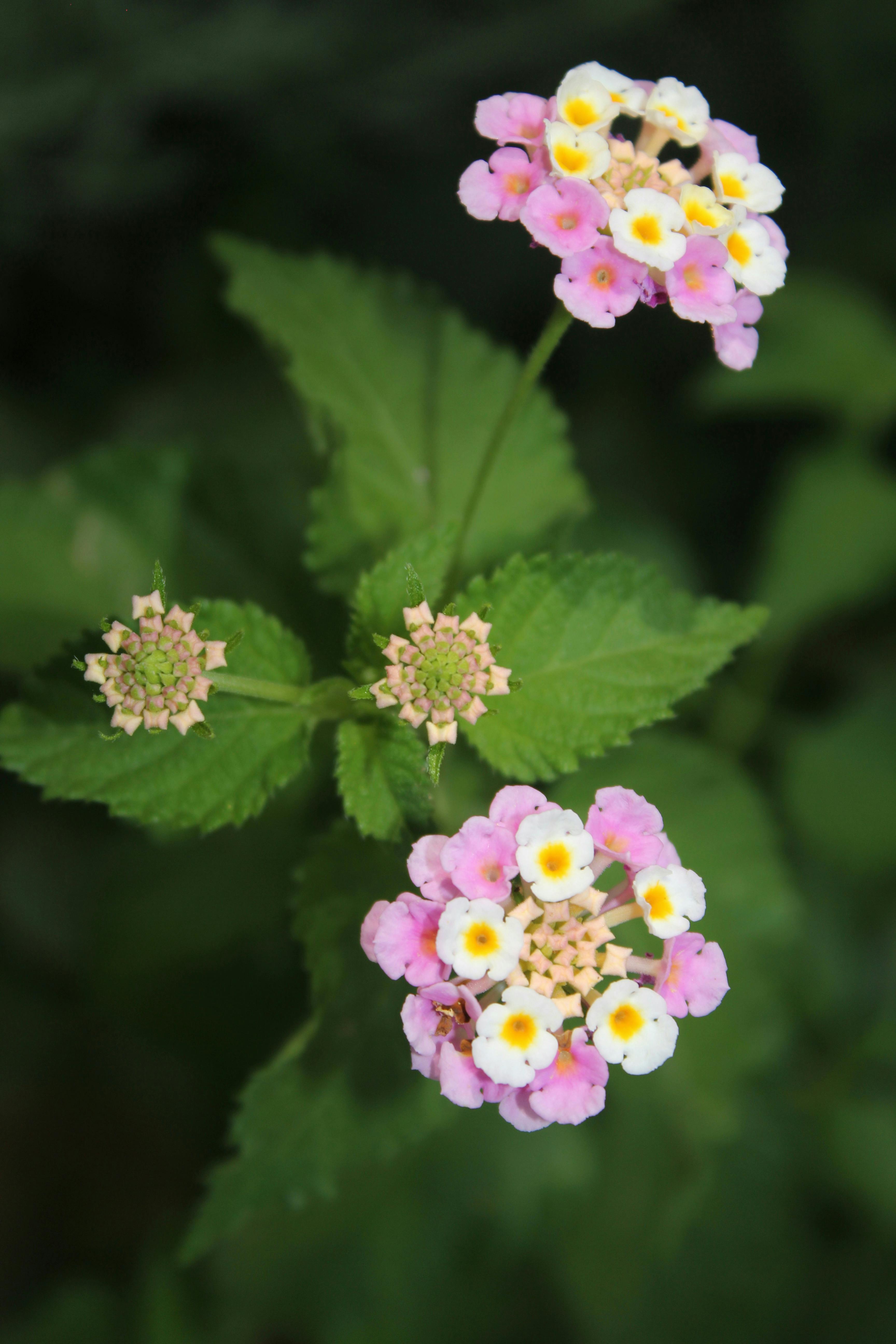 Close Up De Flores De Lantana Em Flor · Foto profissional gratuita