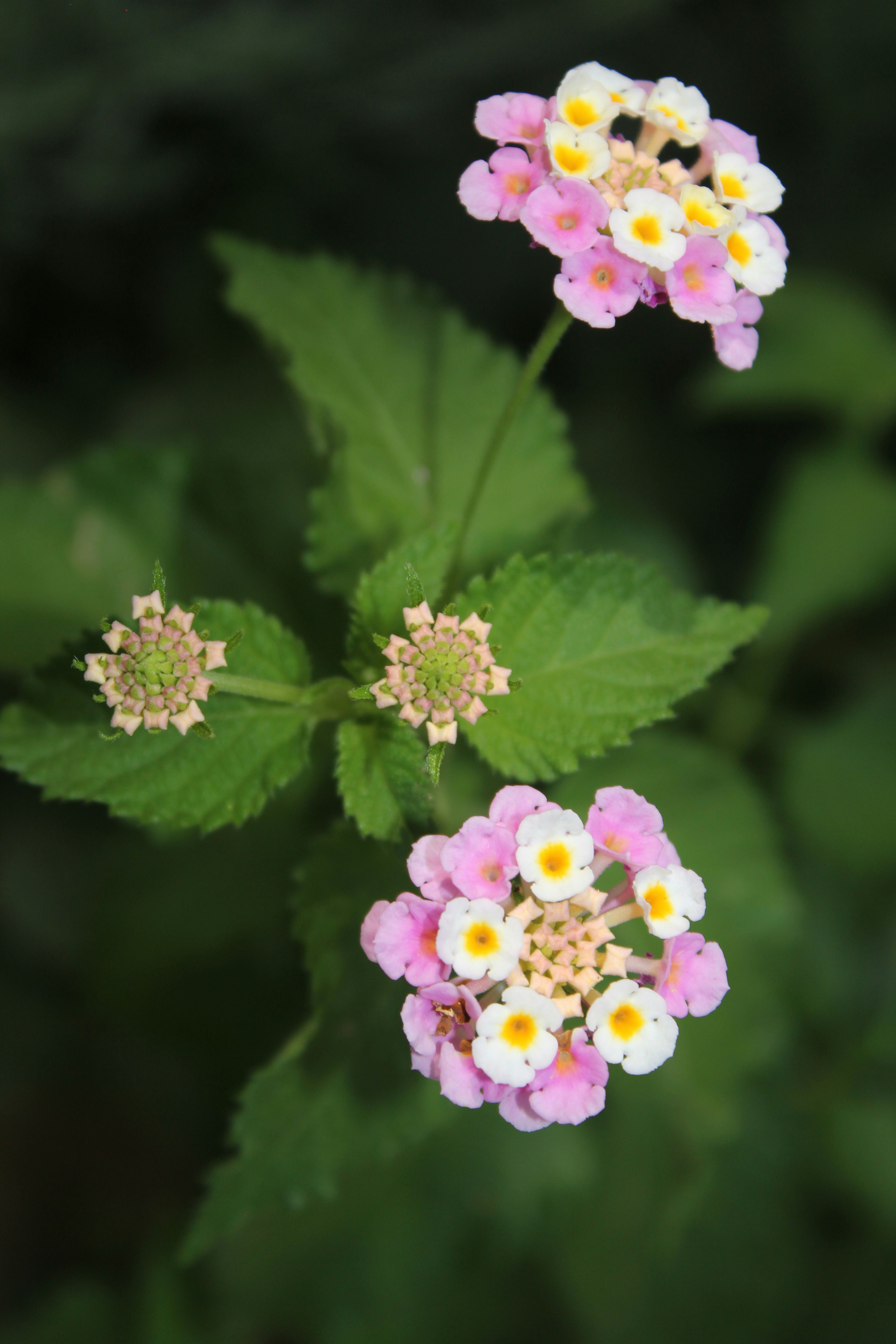 Close-up of Lantana Flowers in Bloom · Free Stock Photo