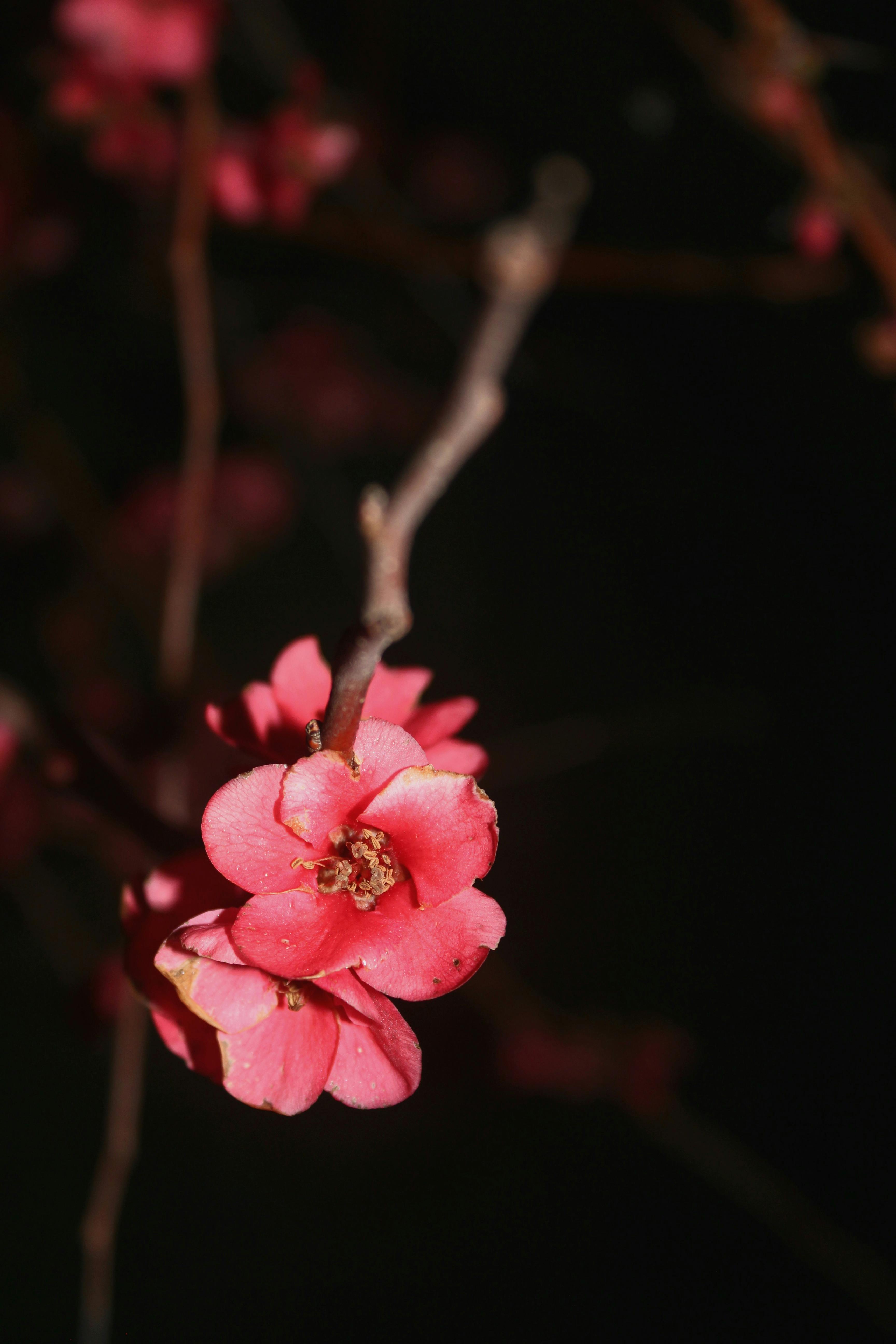 Flower Dp Photos, Download The BEST Free Flower Dp Stock Photos & HD Images