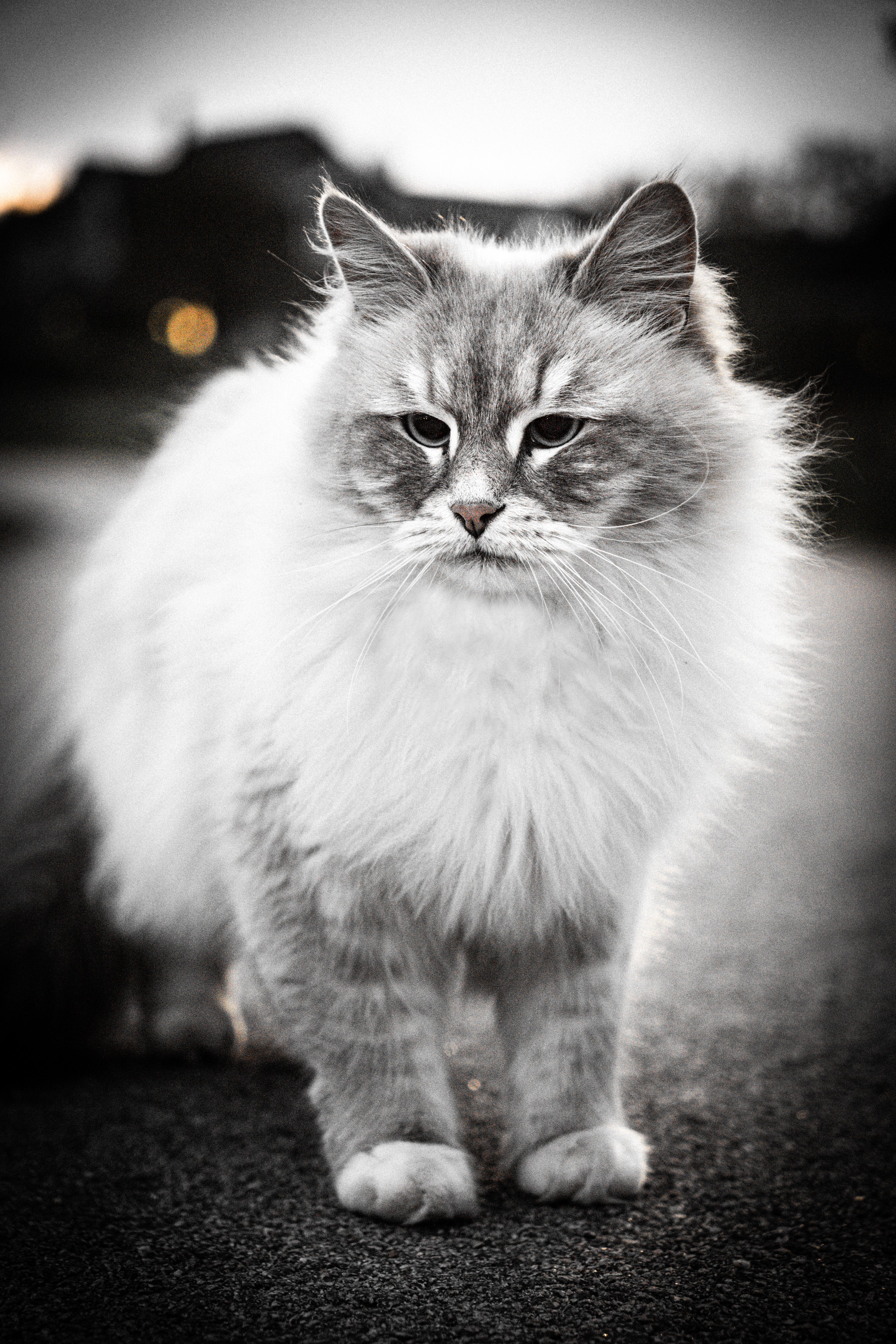 Close-up of a Fluffy Siberian Cat Outdoors · Free Stock Photo