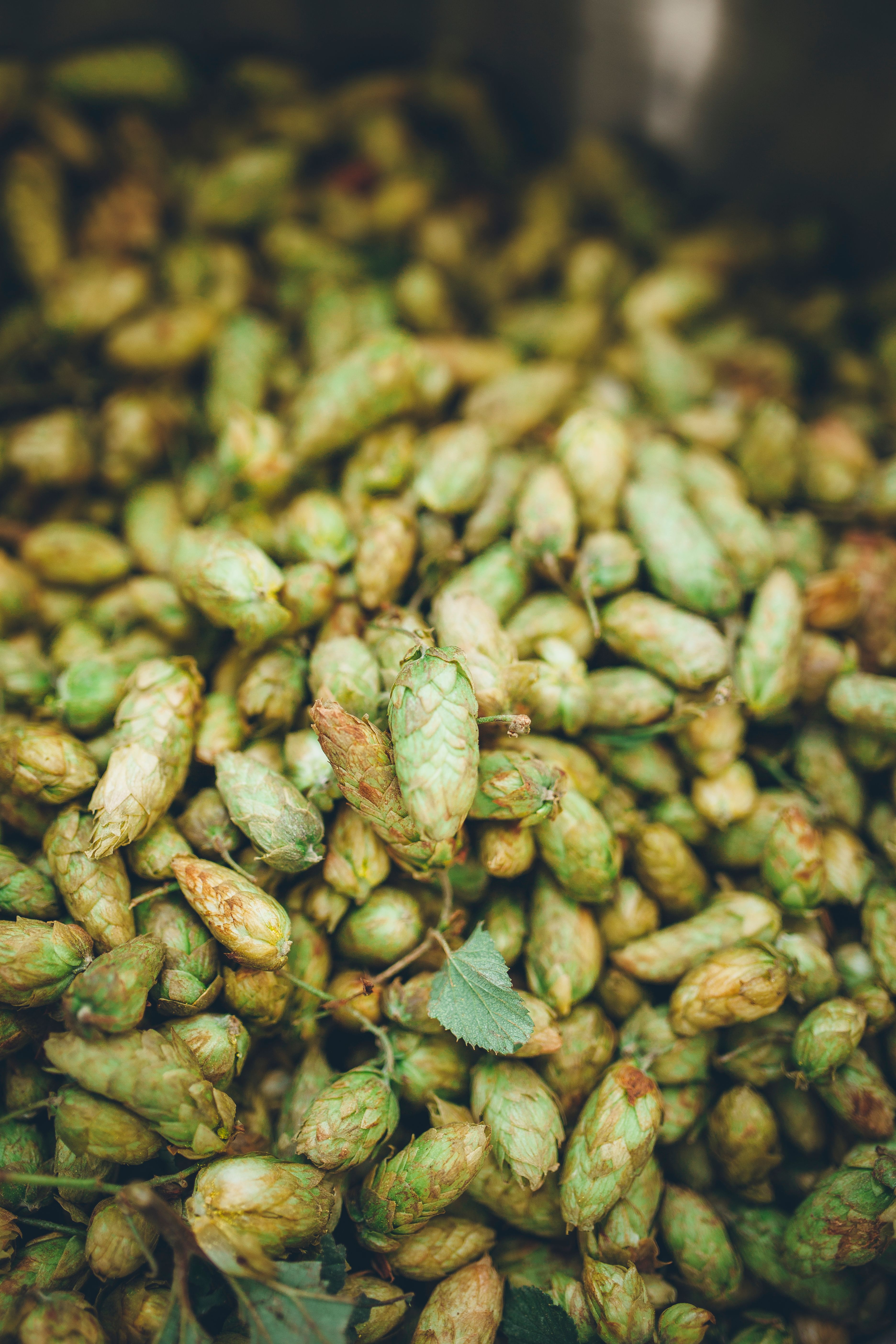 Close-up of Fresh Hops for Brewing · Free Stock Photo