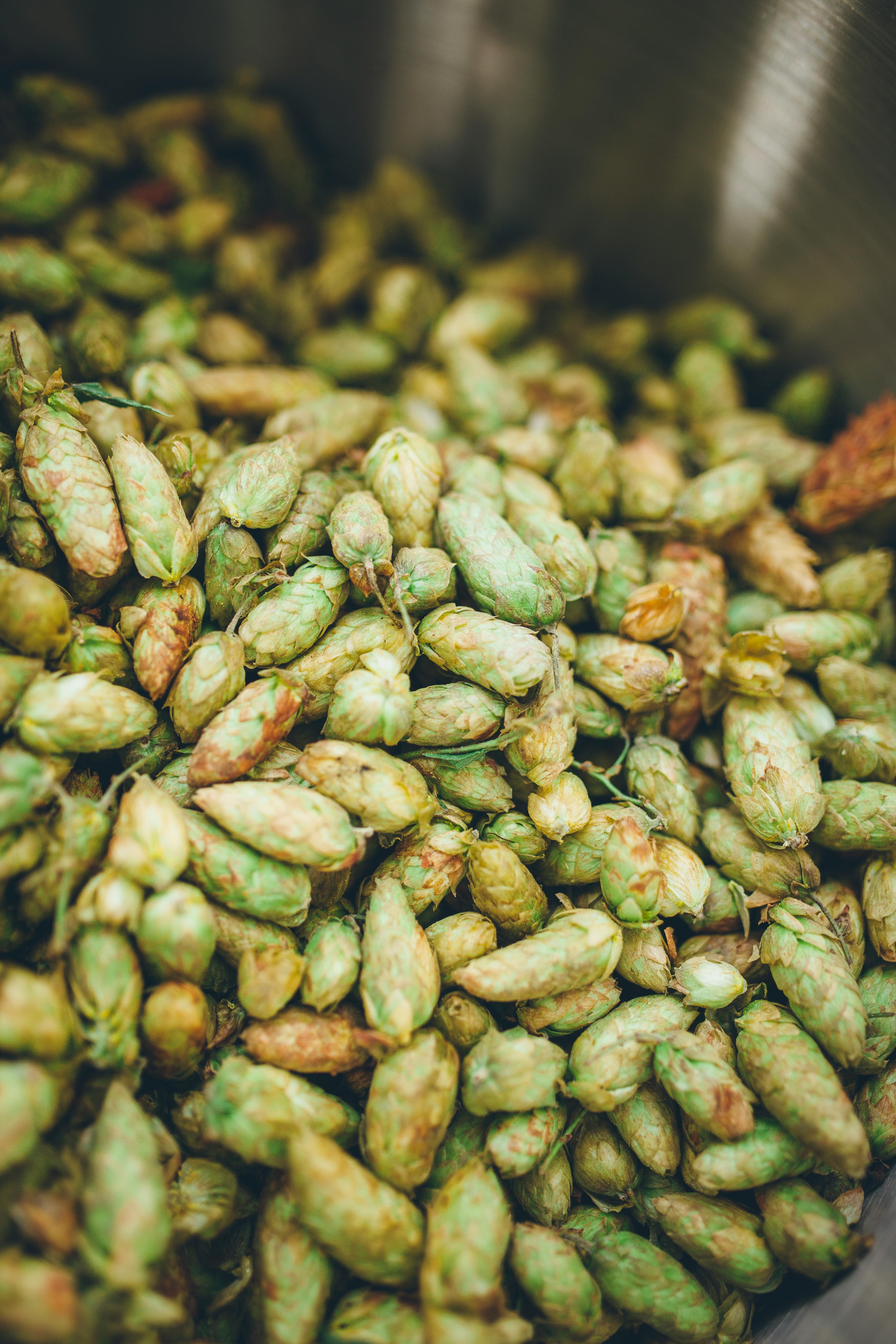 Bitterness Photos, Download The BEST Free Bitterness Stock Photos & HD ...