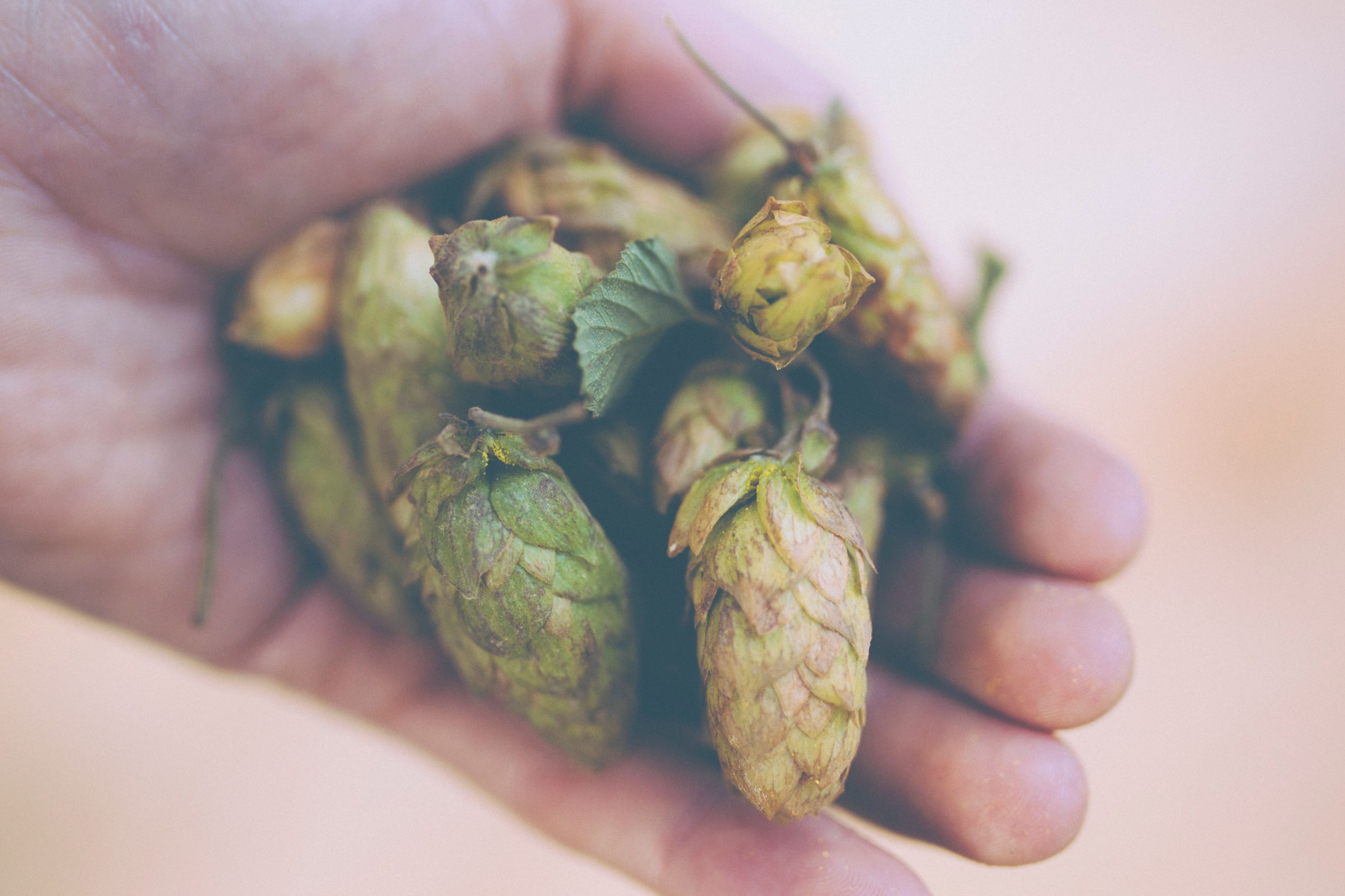 Close-up of Fresh Hops in Hand for Brewing · Free Stock Photo