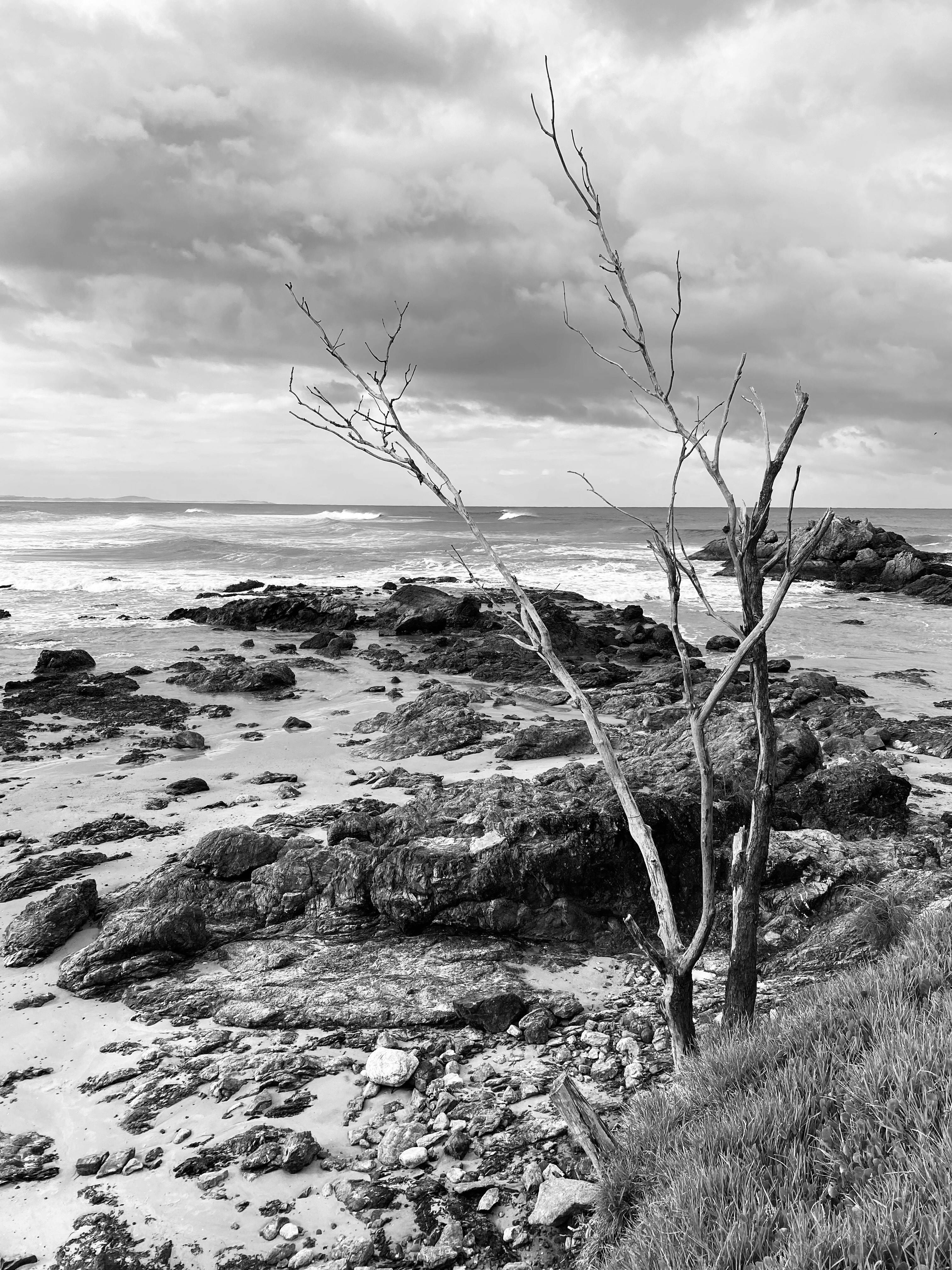 Tree Texture Photos, Download The BEST Free Tree Texture Stock Photos ...