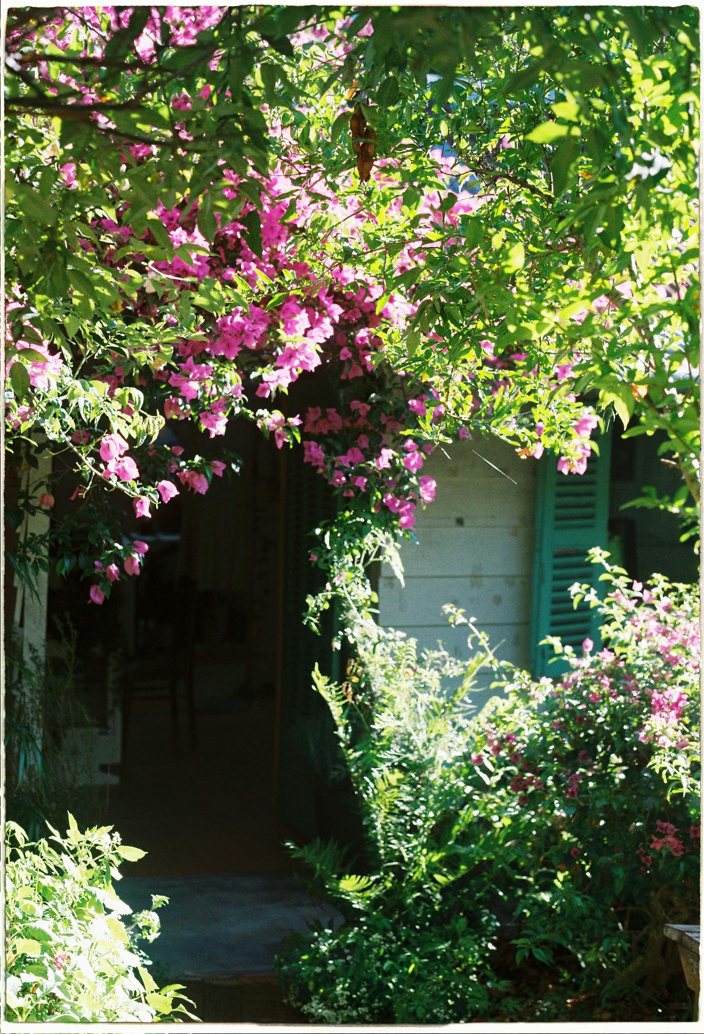 Pretty Floral Photos, Download The BEST Free Pretty Floral Stock Photos ...