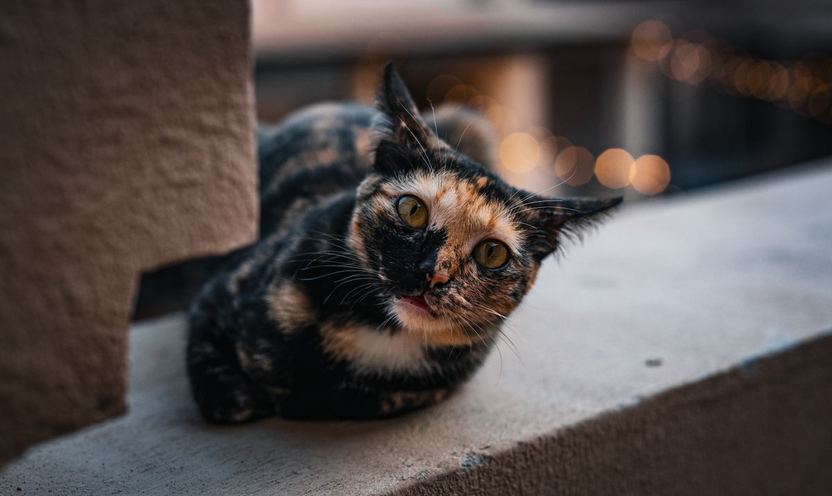 4k Cat Wallpapers Photos, Download The BEST Free 4k Cat Wallpapers ...