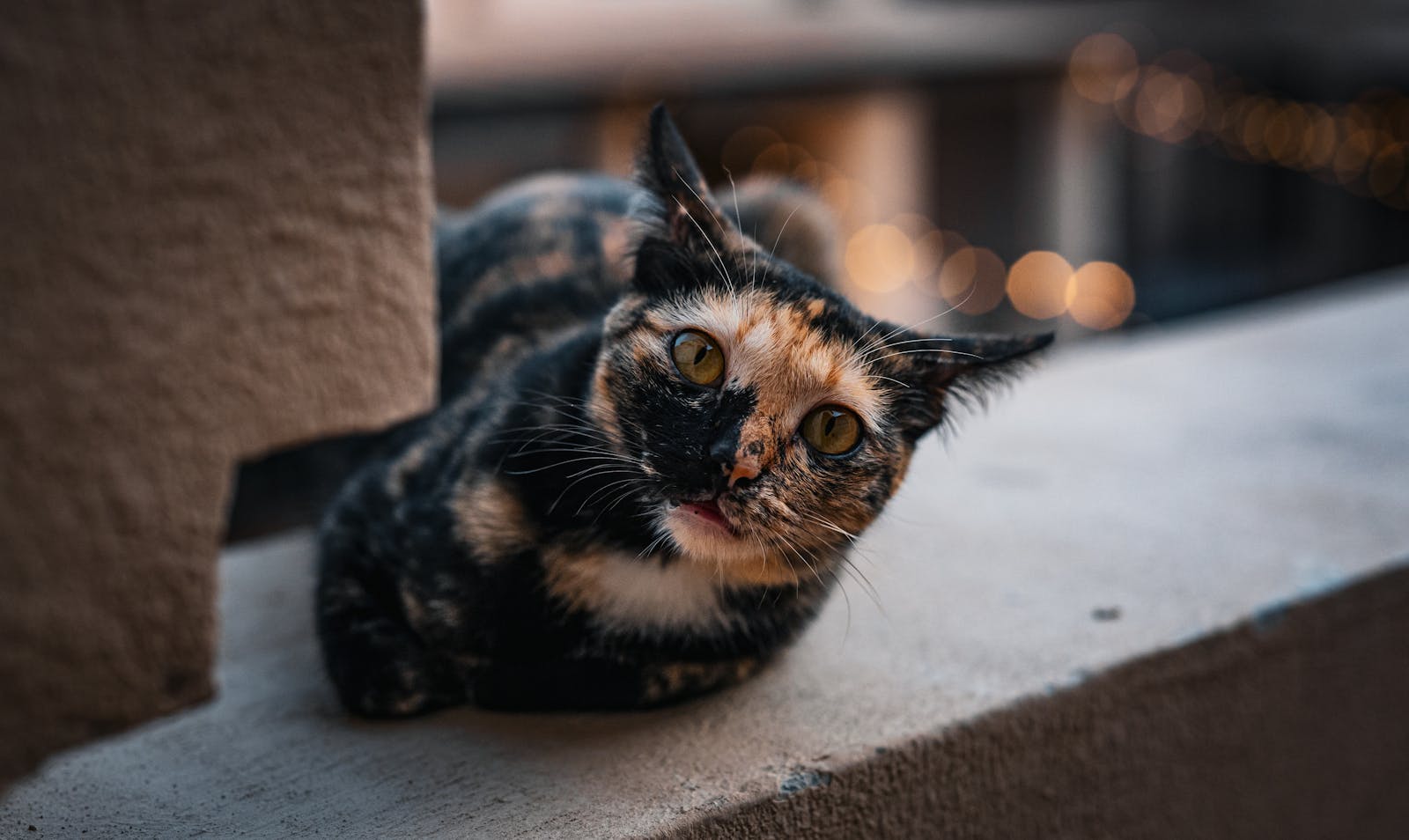 Free Cartoon Pictures Photos, Download The BEST Free Free Cartoon ...