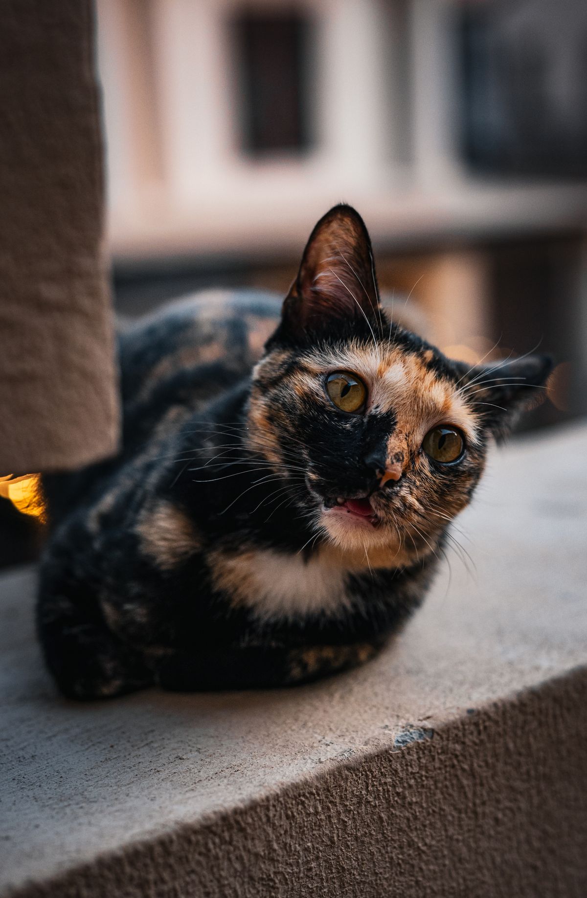 Pictures Of Cat Photos, Download The BEST Free Pictures Of Cat Stock ...
