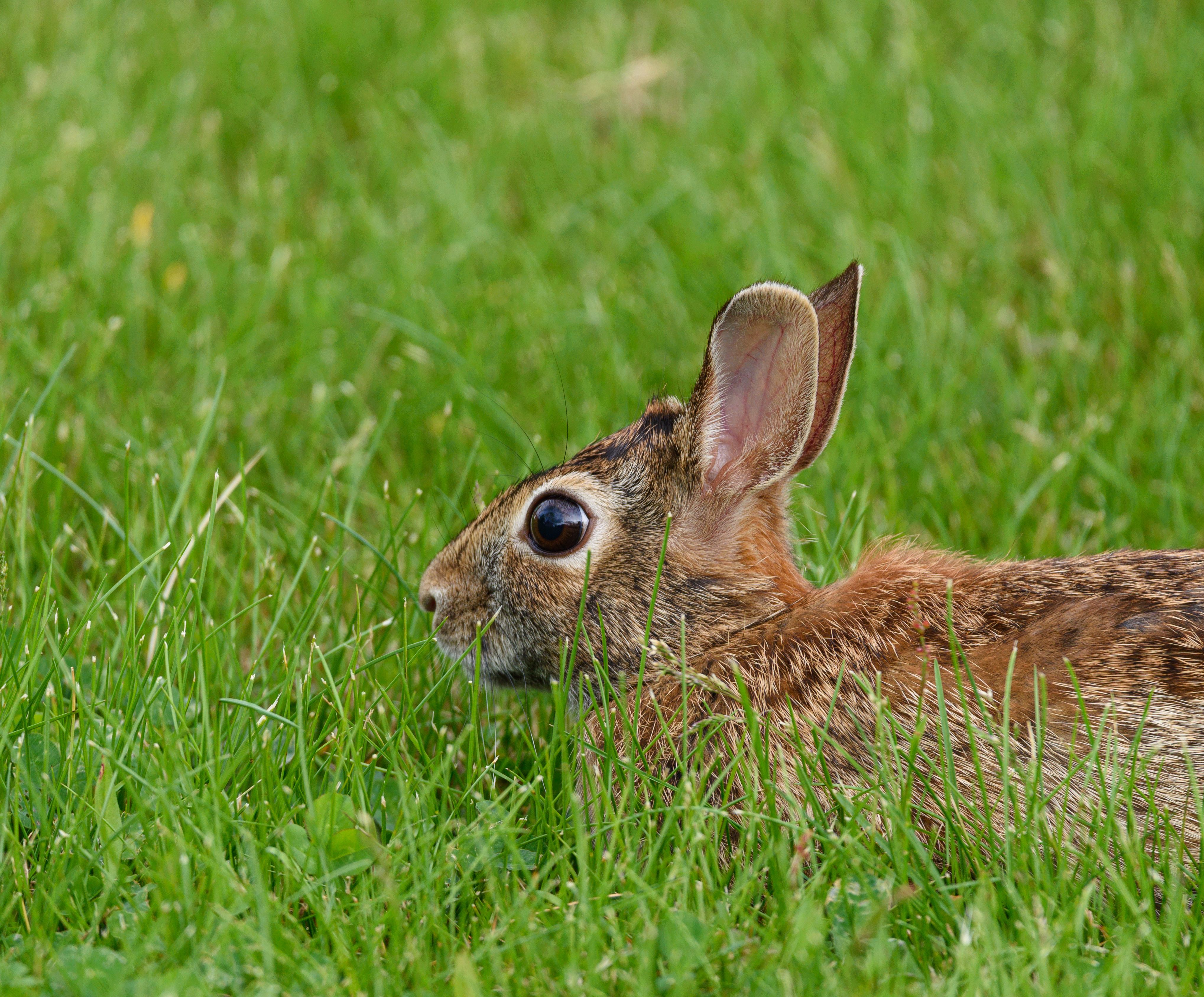 Close-Up of Eastern Cottontail in Green Grass · Free Stock Photo