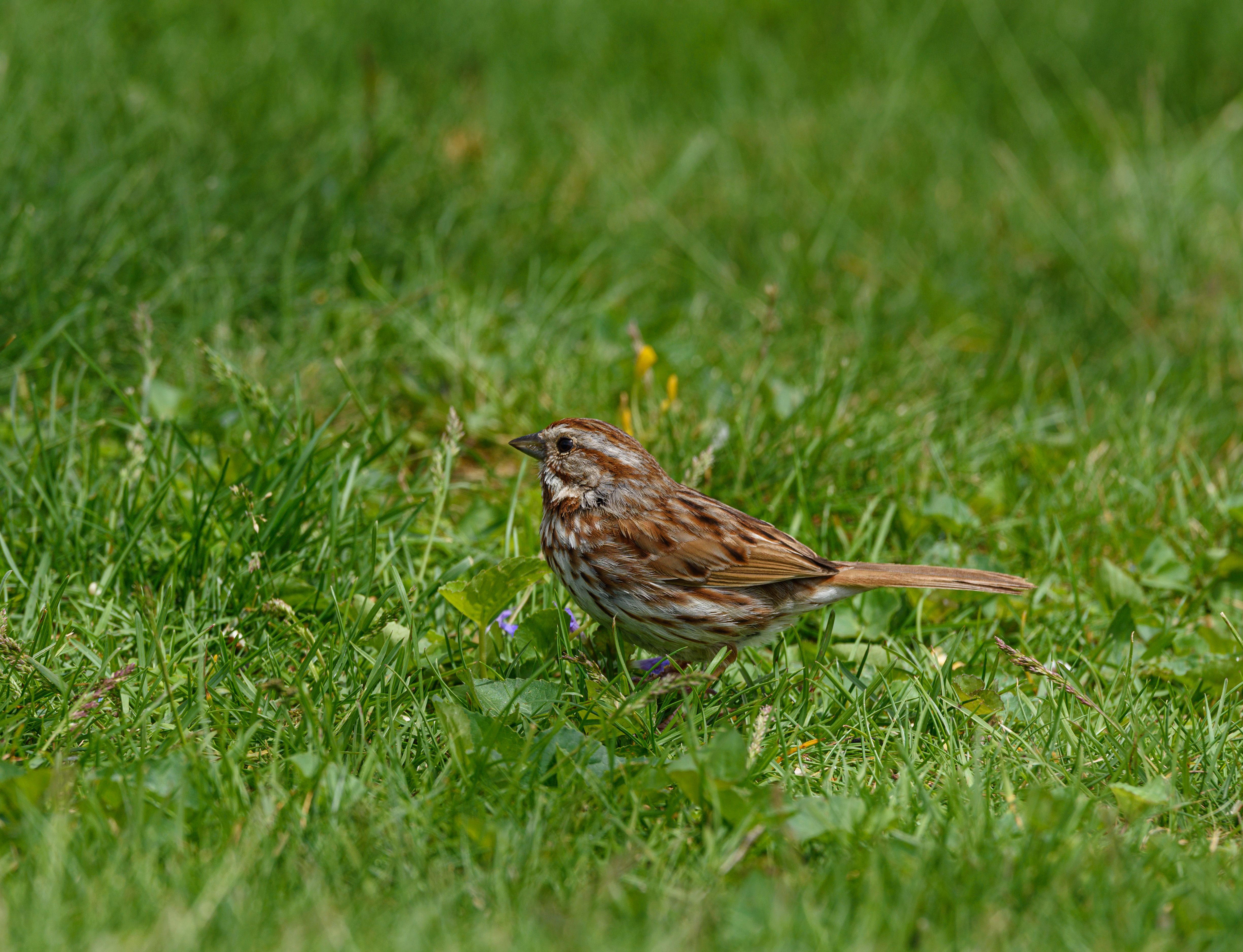 Sparrow in Lush Green Field Close-Up · Free Stock Photo