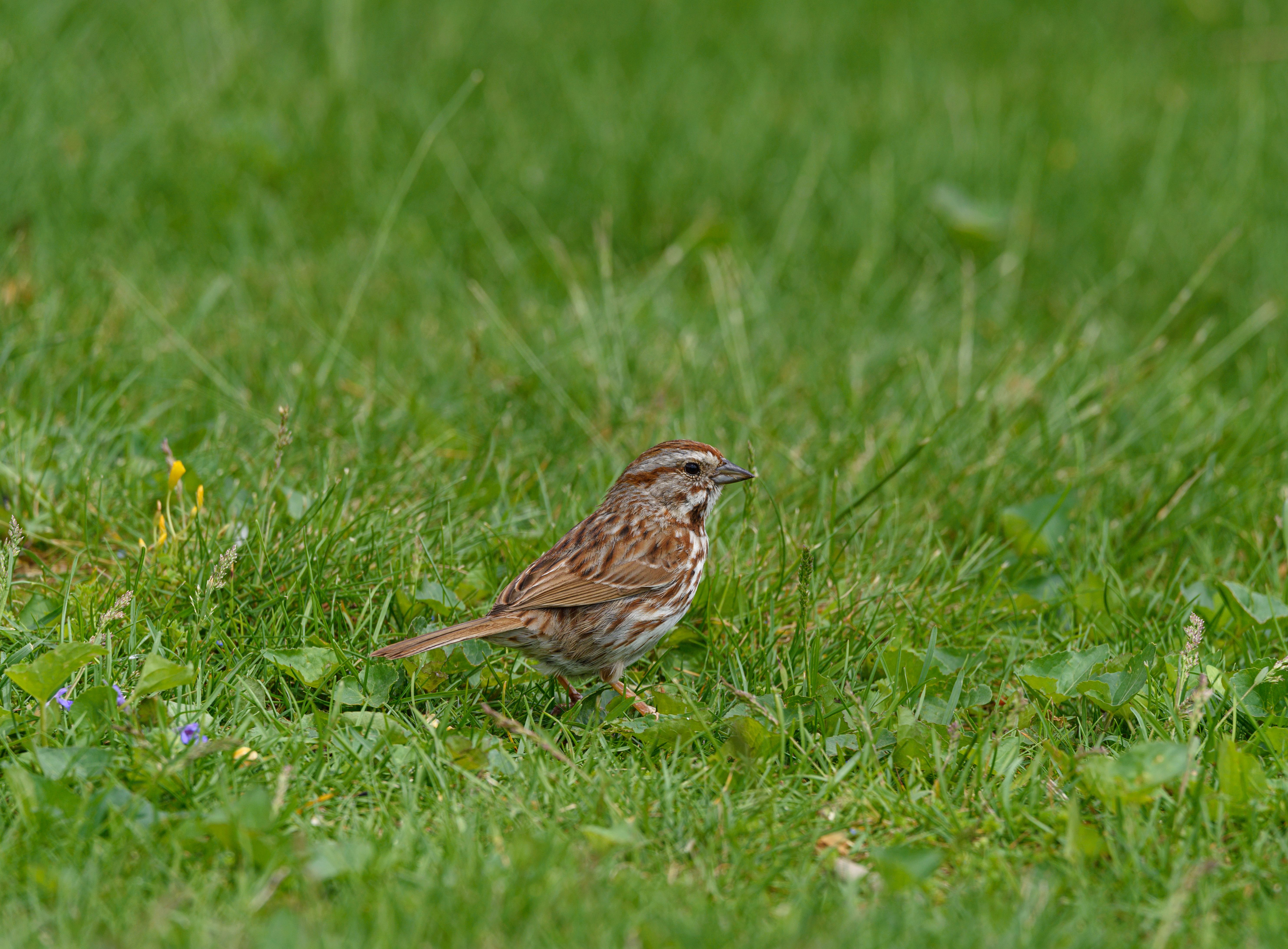 Song Sparrow on Lush Green Grass in Spring · Free Stock Photo